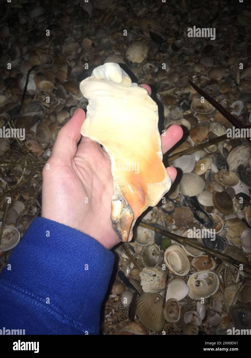 Knobbed Whelk (Busycon carica) Mollusca Stock Photo - Alamy