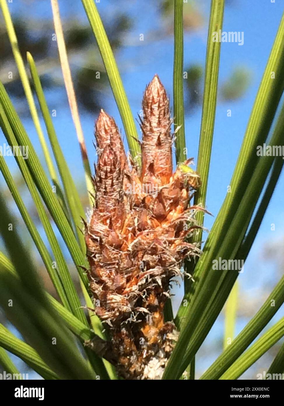 maritime pine (Pinus pinaster) Plantae Stock Photo - Alamy
