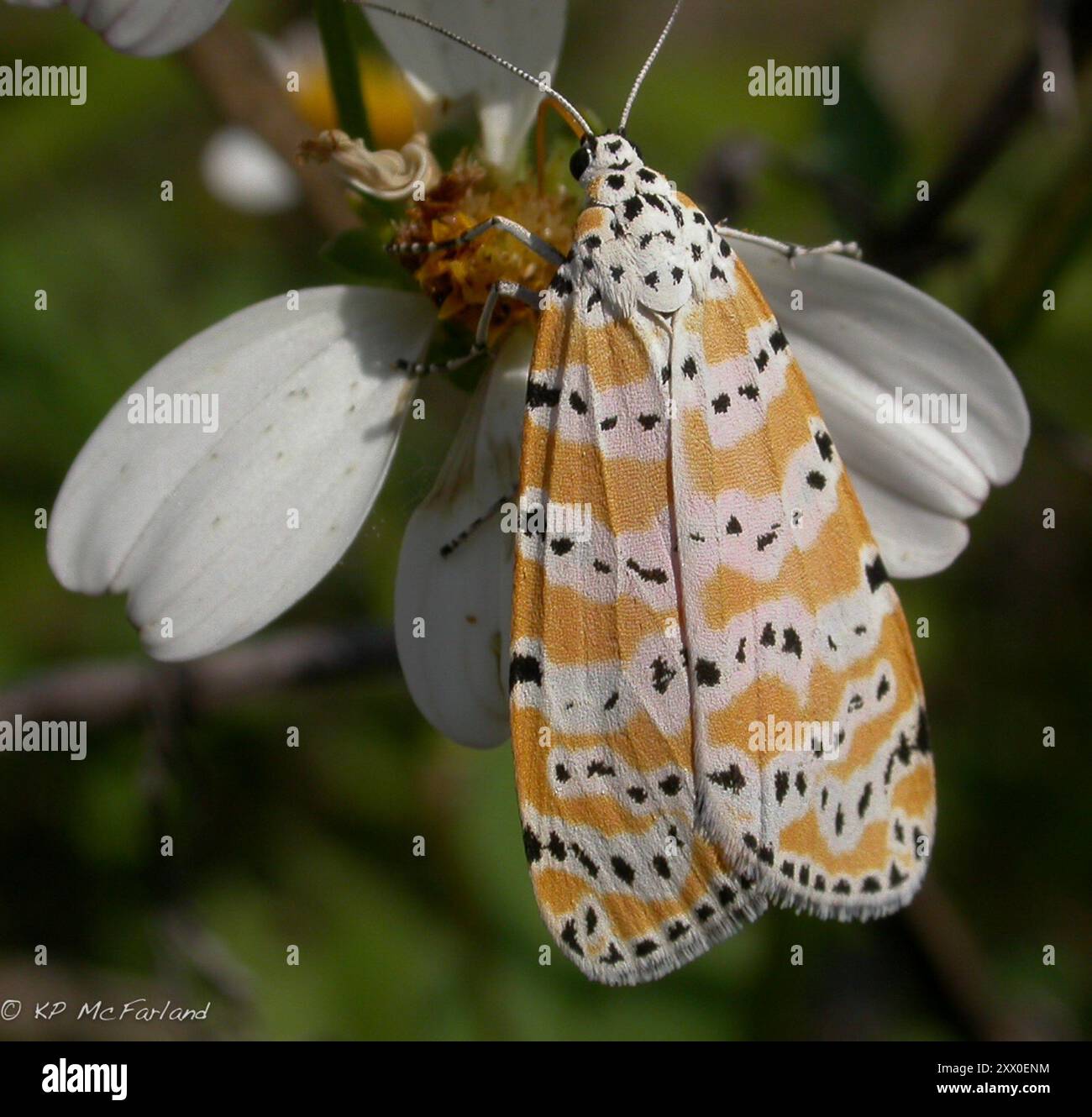 Ornate Bella Moth (Utetheisa ornatrix) Insecta Stock Photo - Alamy