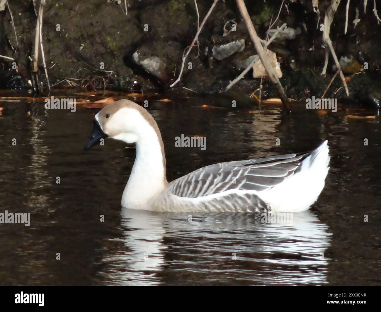 Domestic Swan Goose (Anser cygnoides domesticus) Aves Stock Photo - Alamy