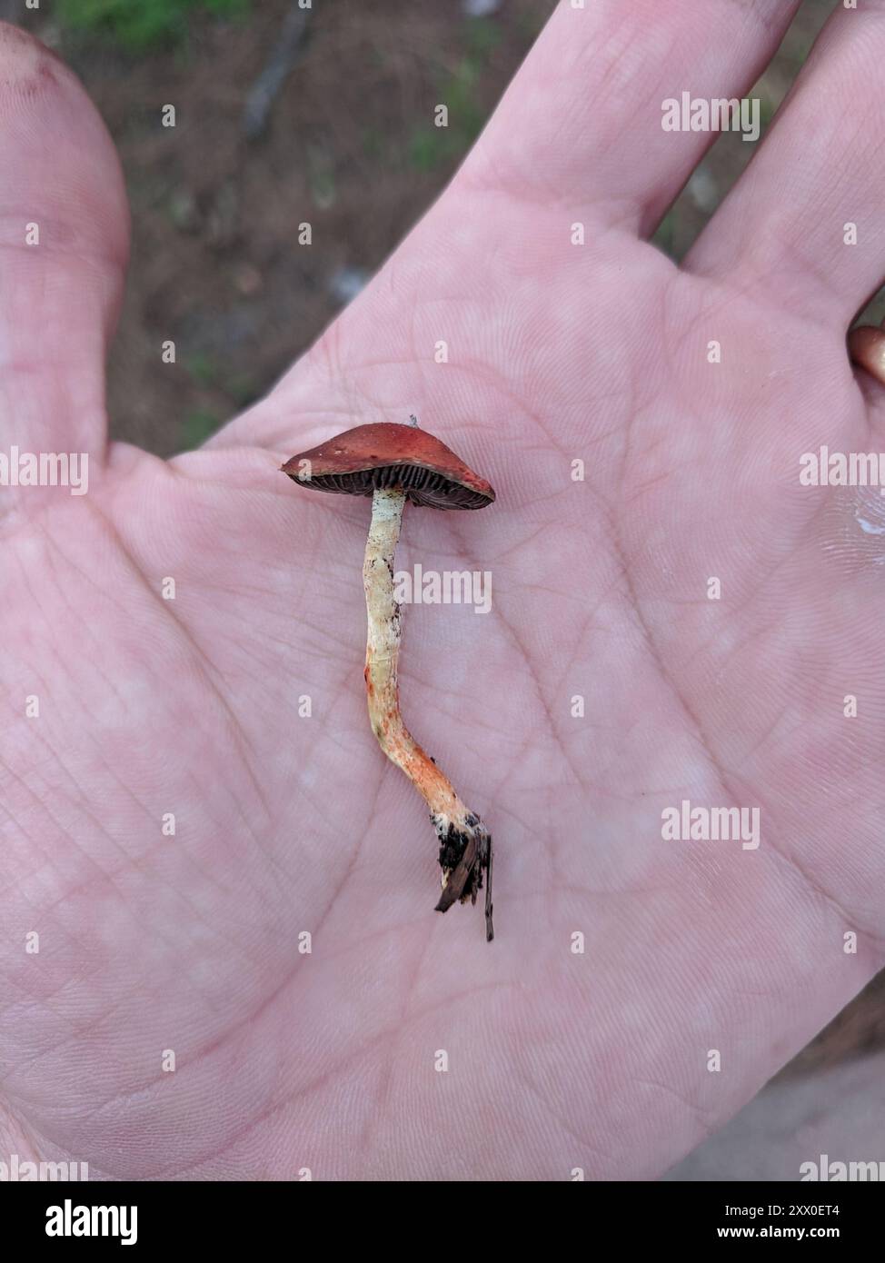 Chip Cherries (Leratiomyces ceres) Fungi Stock Photo - Alamy