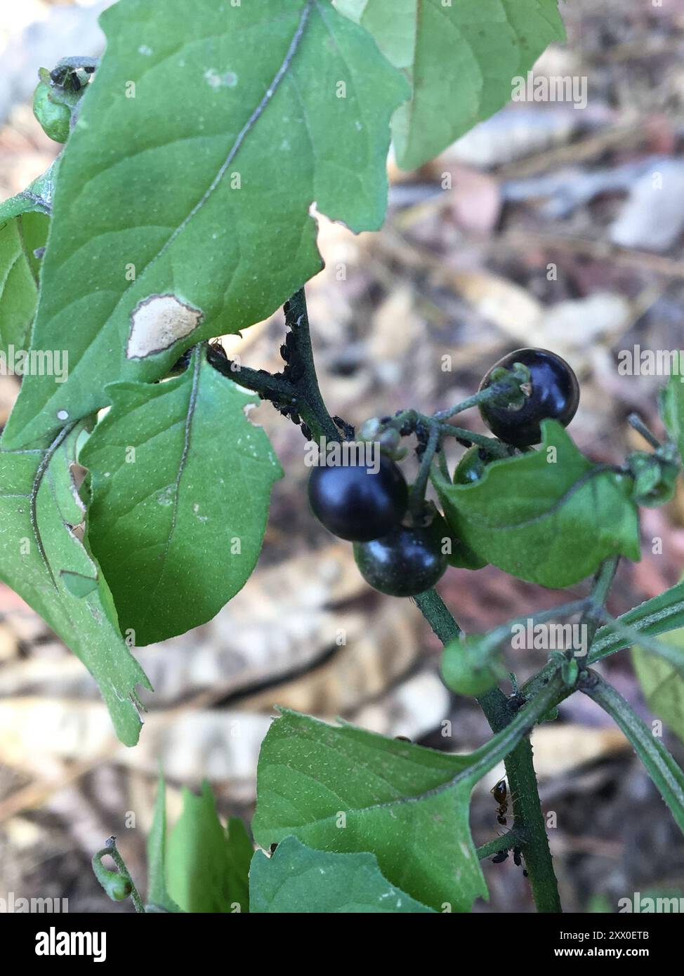 American black nightshade (Solanum americanum) Plantae Stock Photo - Alamy