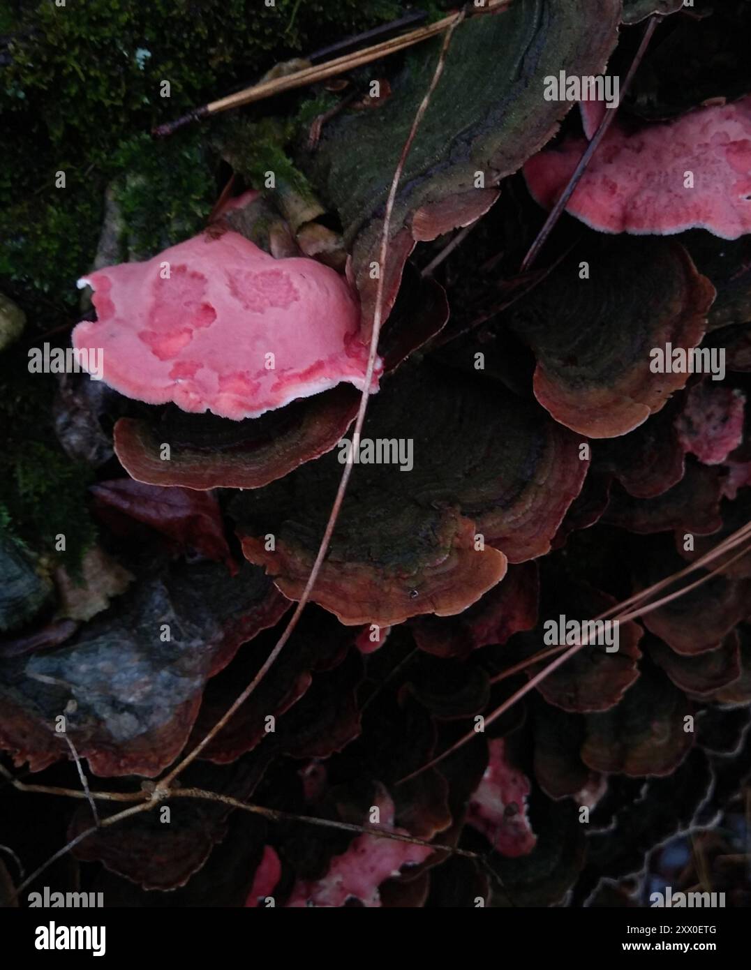 Coral-pink Merulius (Phlebia incarnata) Fungi Stock Photo - Alamy