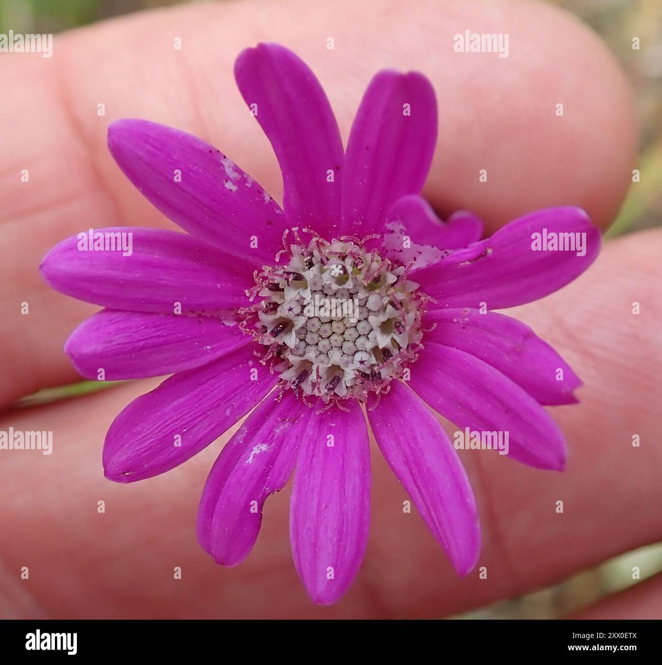 Tooth Ragwort (Senecio polyodon) Plantae Stock Photo - Alamy