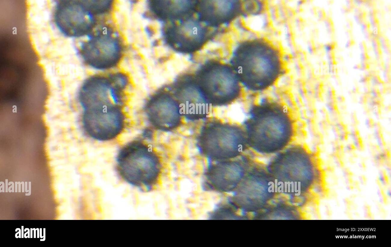 (Rosellinia subiculata) Fungi Stock Photo - Alamy