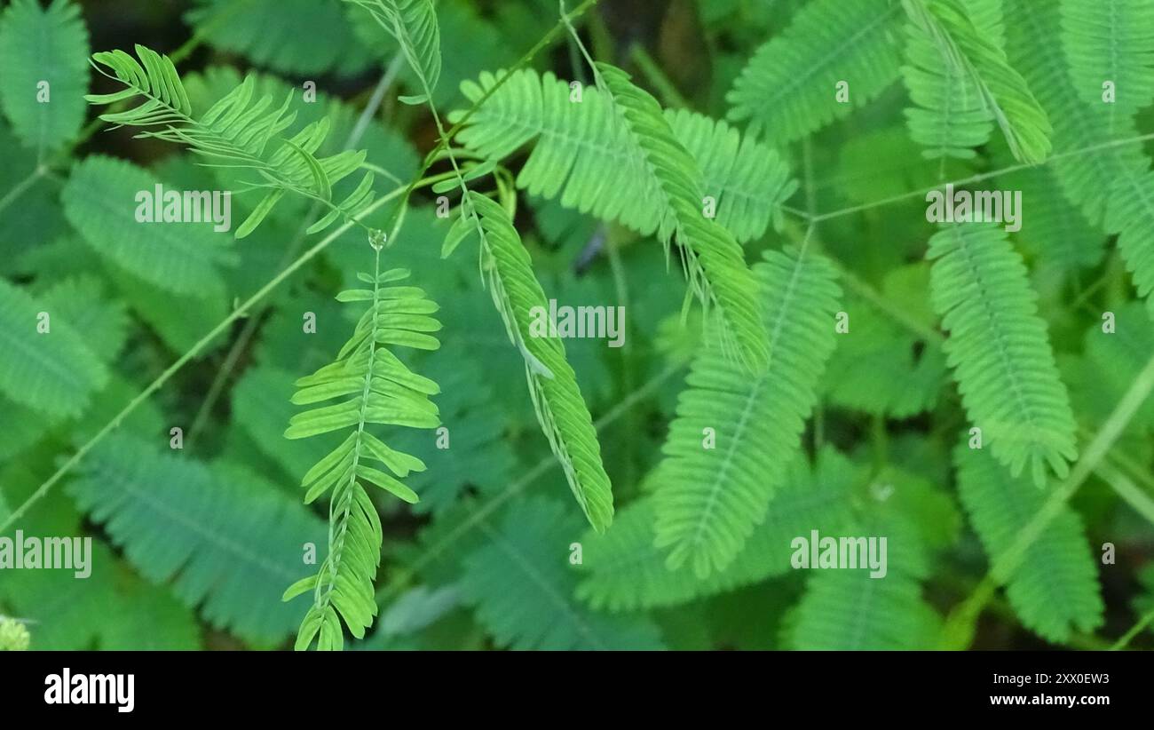 littleleaf sensitive-briar (Mimosa microphylla) Plantae Stock Photo - Alamy