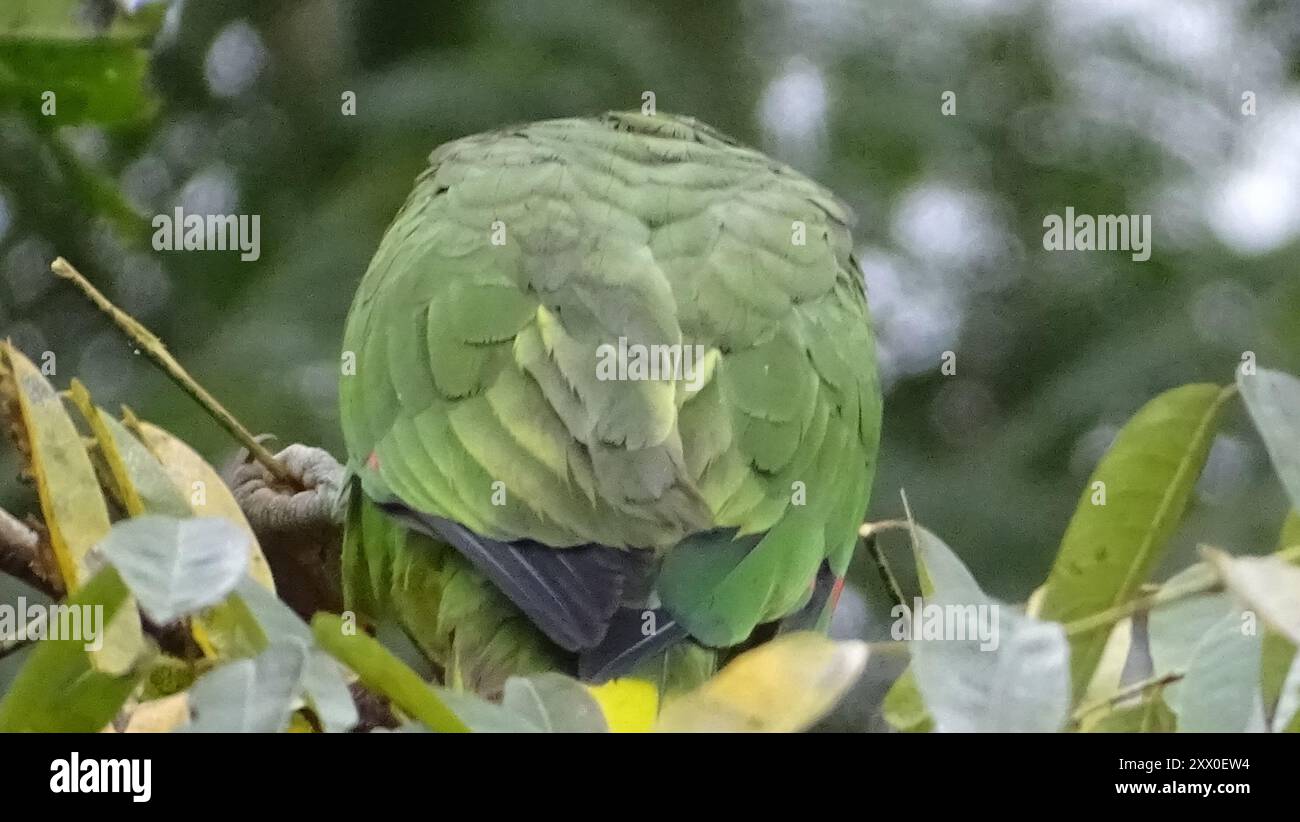 Red-lored Parrot (Amazona autumnalis) Aves Stock Photo - Alamy