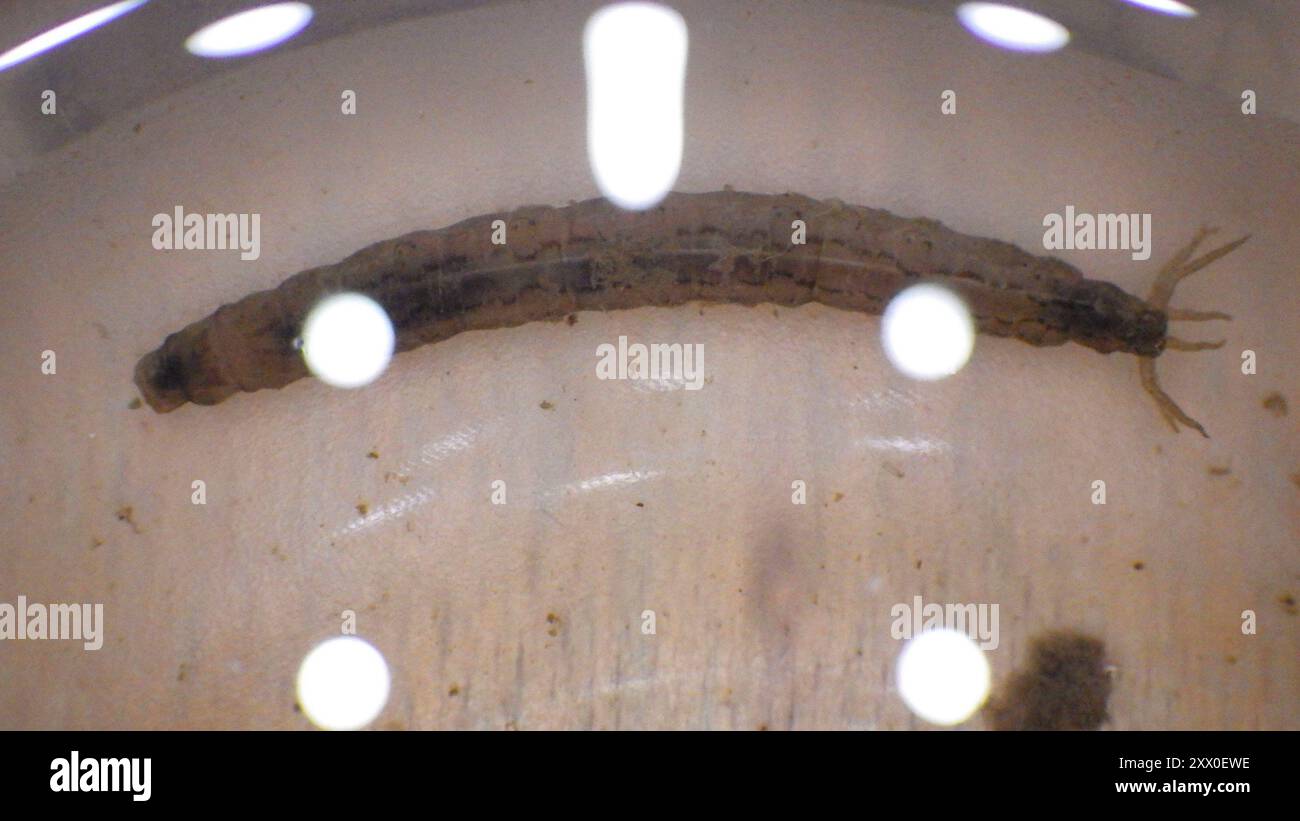 Common Crane Flies (Tipula) Insecta Stock Photo - Alamy