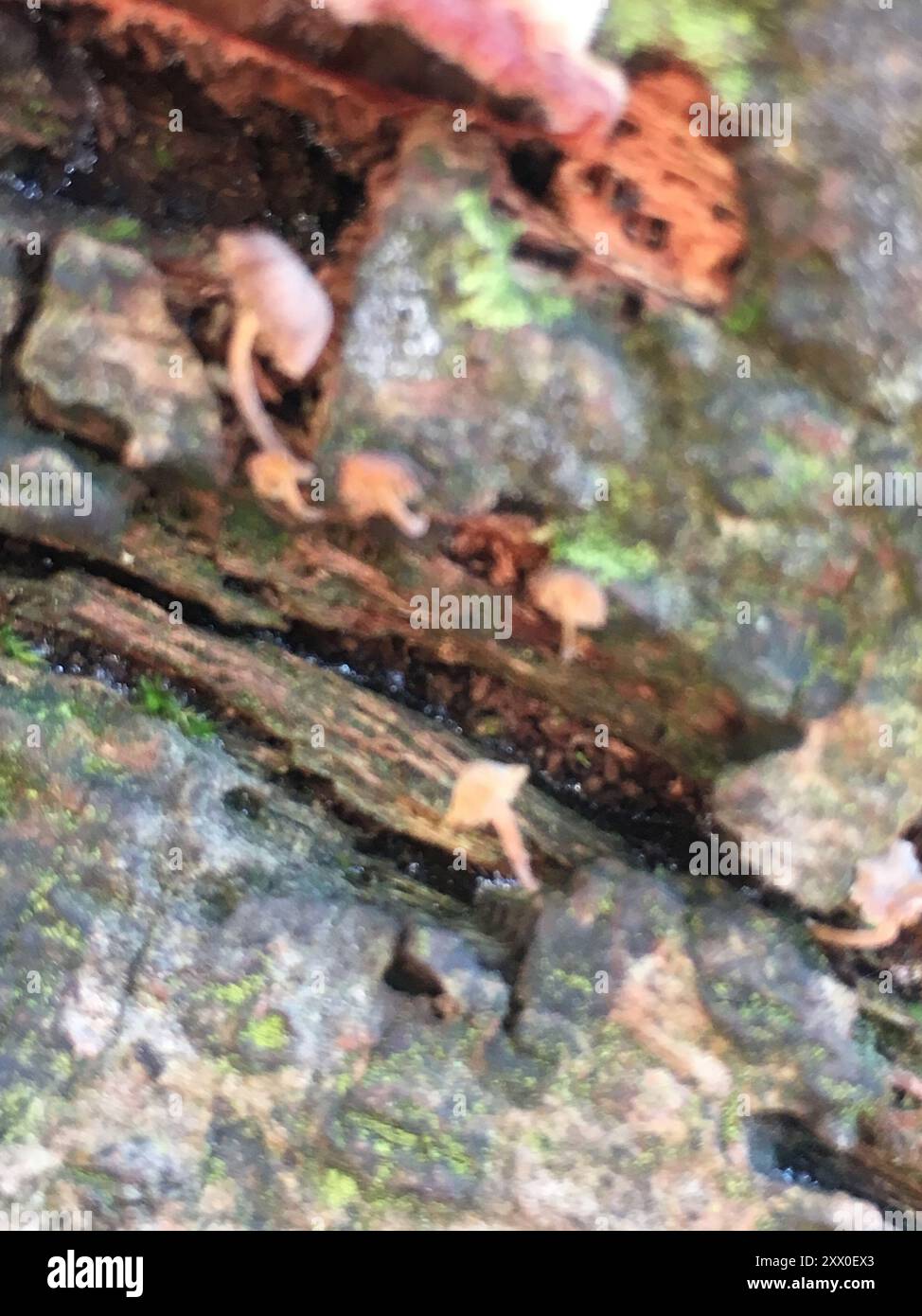 Bleeding Fairy Helmet (Mycena haematopus) Fungi Stock Photo - Alamy