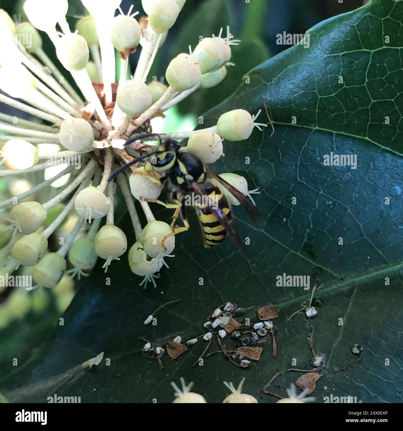 Western Yellowjacket (Vespula pensylvanica) Insecta Stock Photo - Alamy