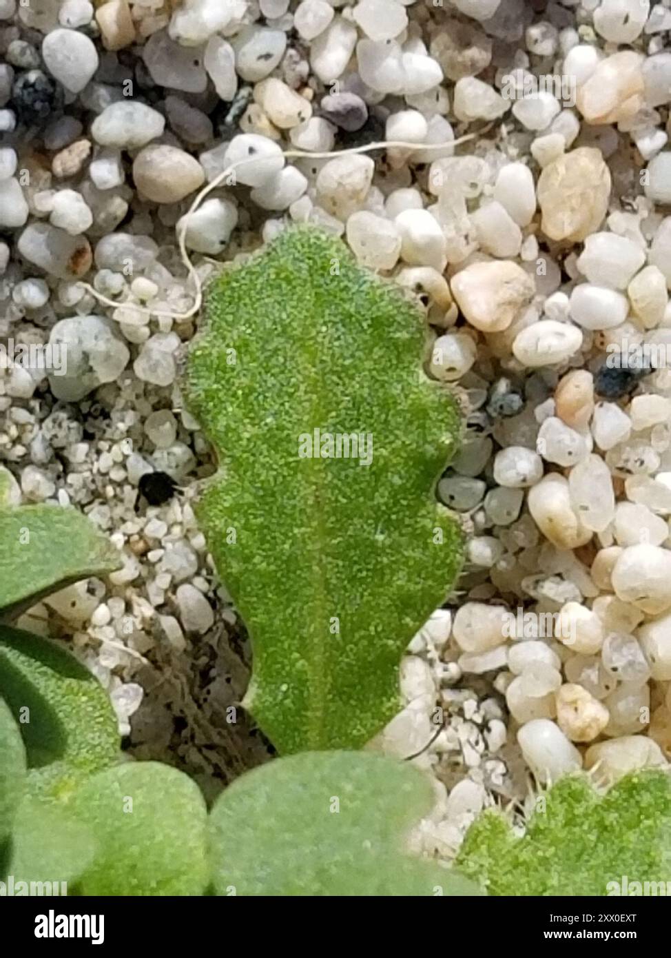 Saharan Mustard (Brassica tournefortii) Plantae Stock Photo - Alamy