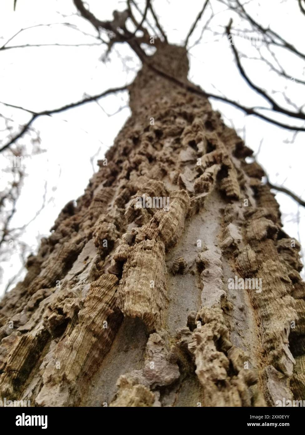 common hackberry (Celtis occidentalis) Plantae Stock Photo - Alamy