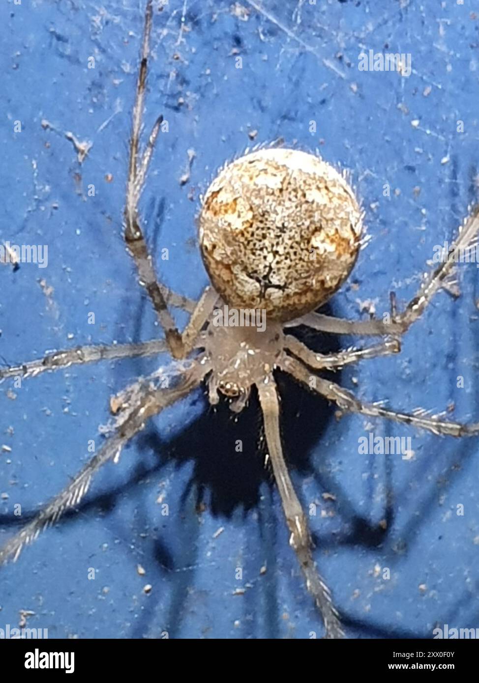 White porch spider (Cryptachaea gigantipes) Arachnida Stock Photo - Alamy