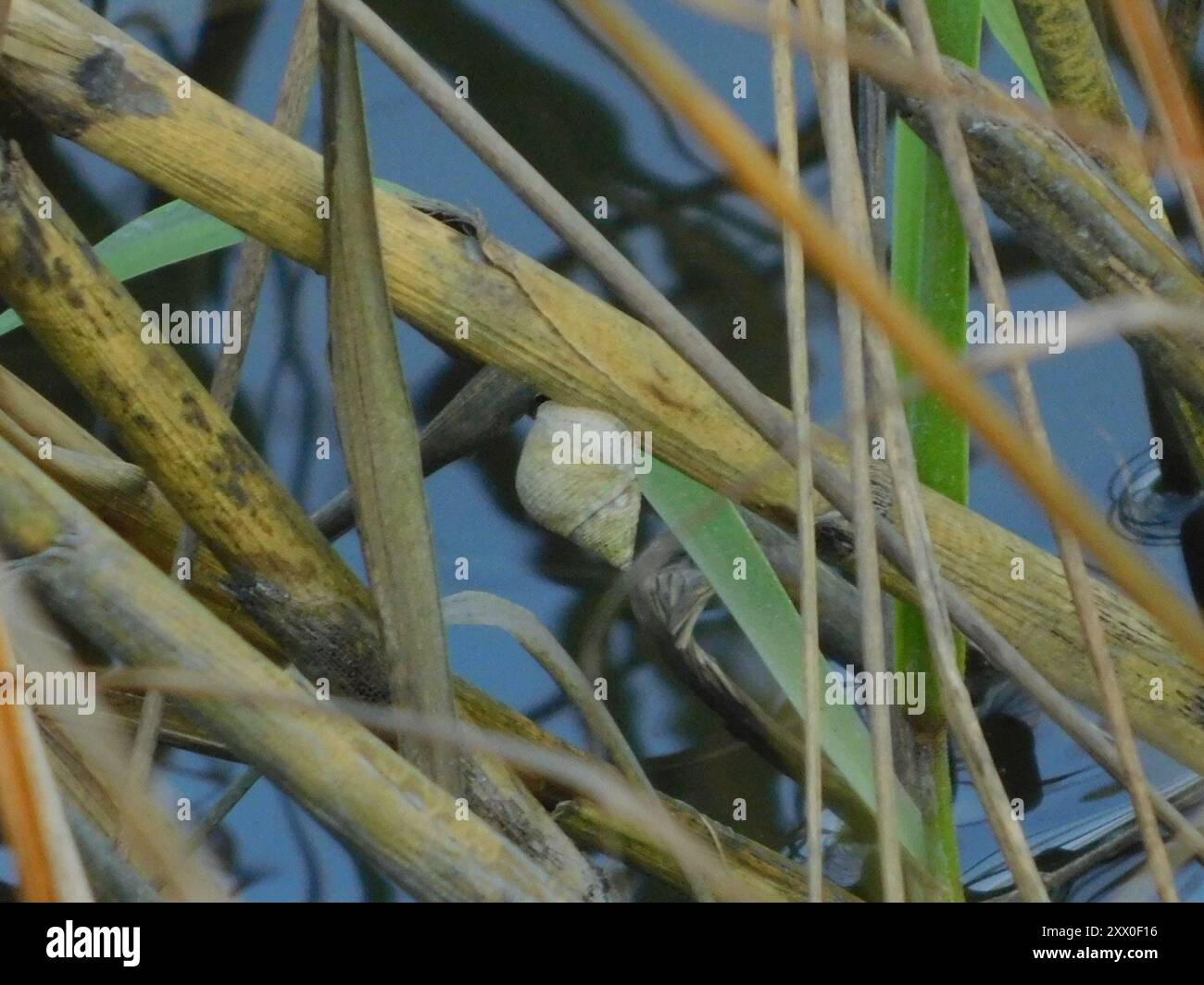 Marsh Periwinkle (Littoraria irrorata) Mollusca Stock Photo - Alamy