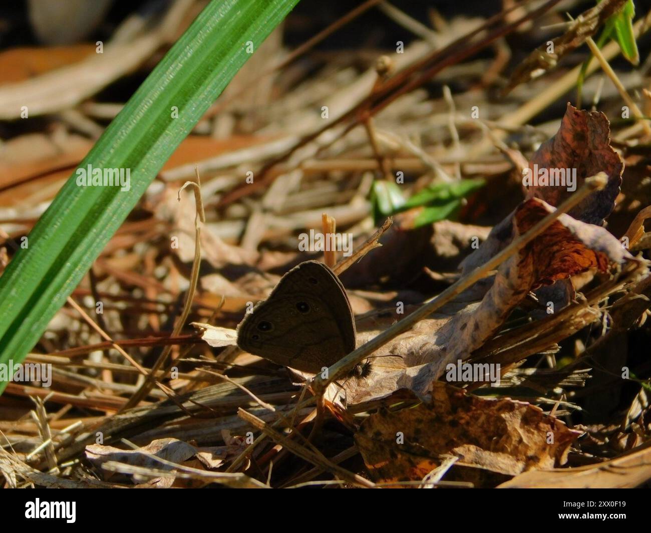 Carolina Satyr (Hermeuptychia sosybius) Insecta Stock Photo - Alamy
