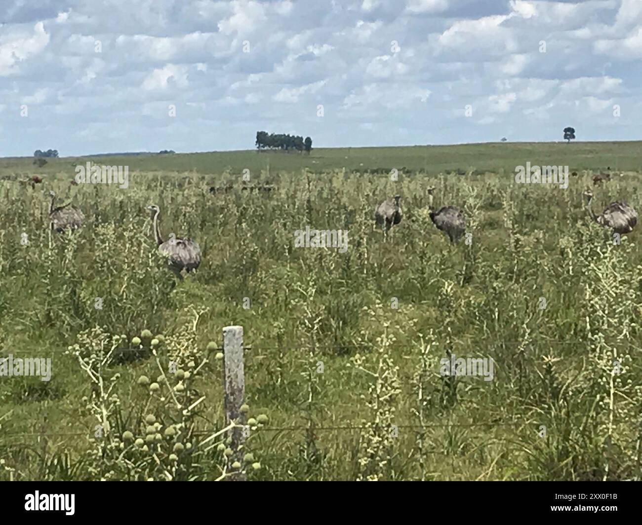 Greater Rhea (Rhea americana) Aves Stock Photo - Alamy