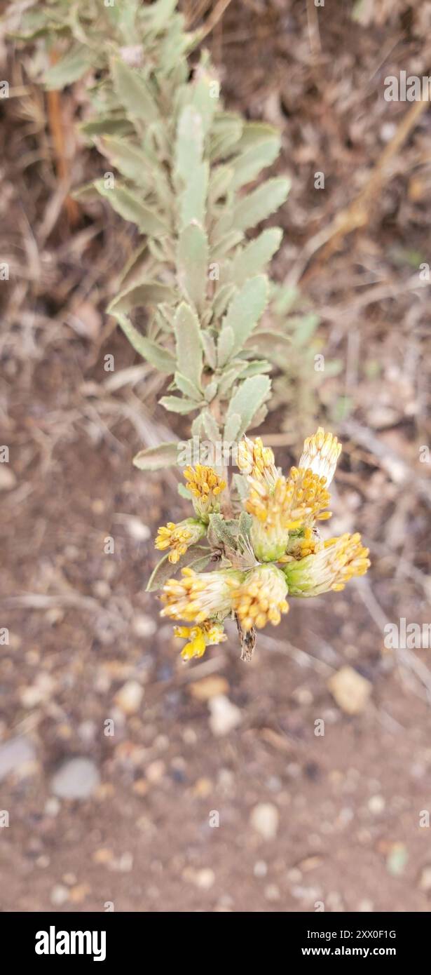 Coastal Goldenbush (Isocoma menziesii) Plantae Stock Photo - Alamy
