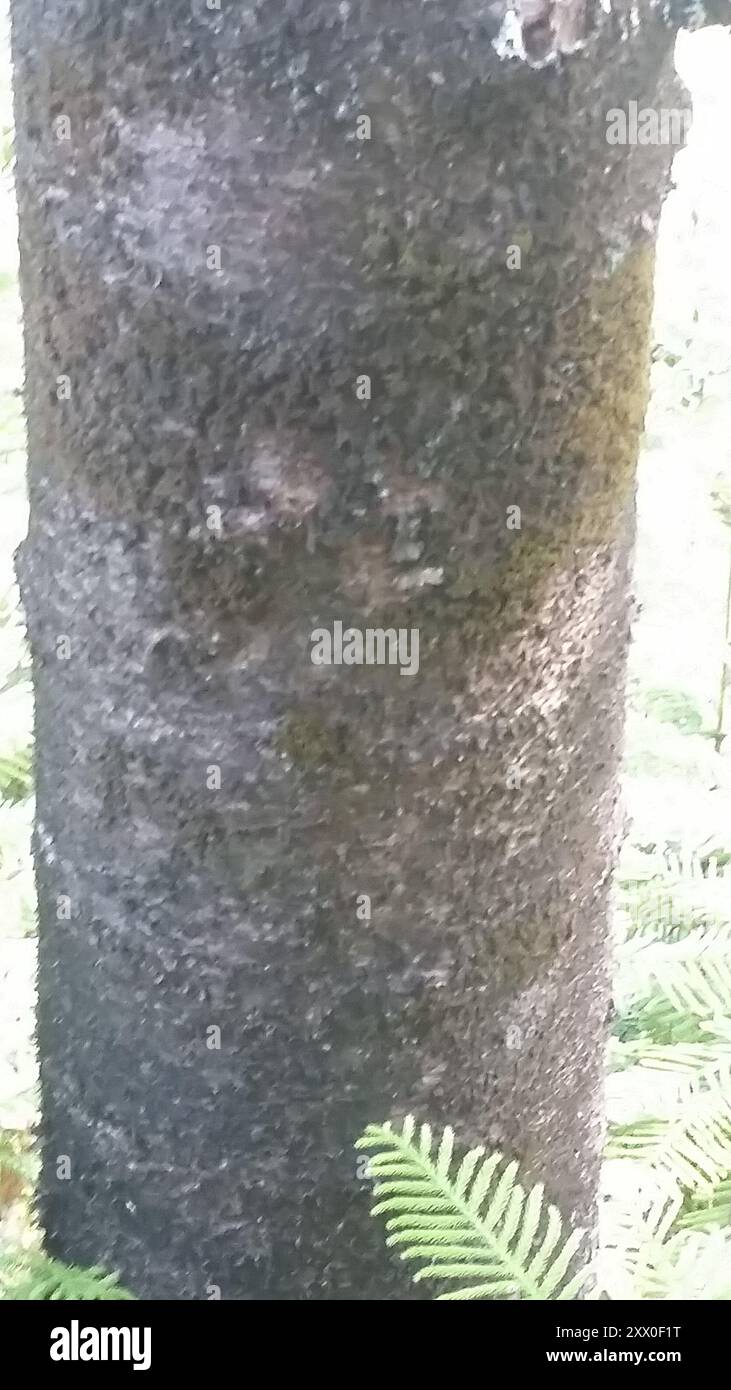 Cook pine (Araucaria columnaris) Plantae Stock Photo - Alamy