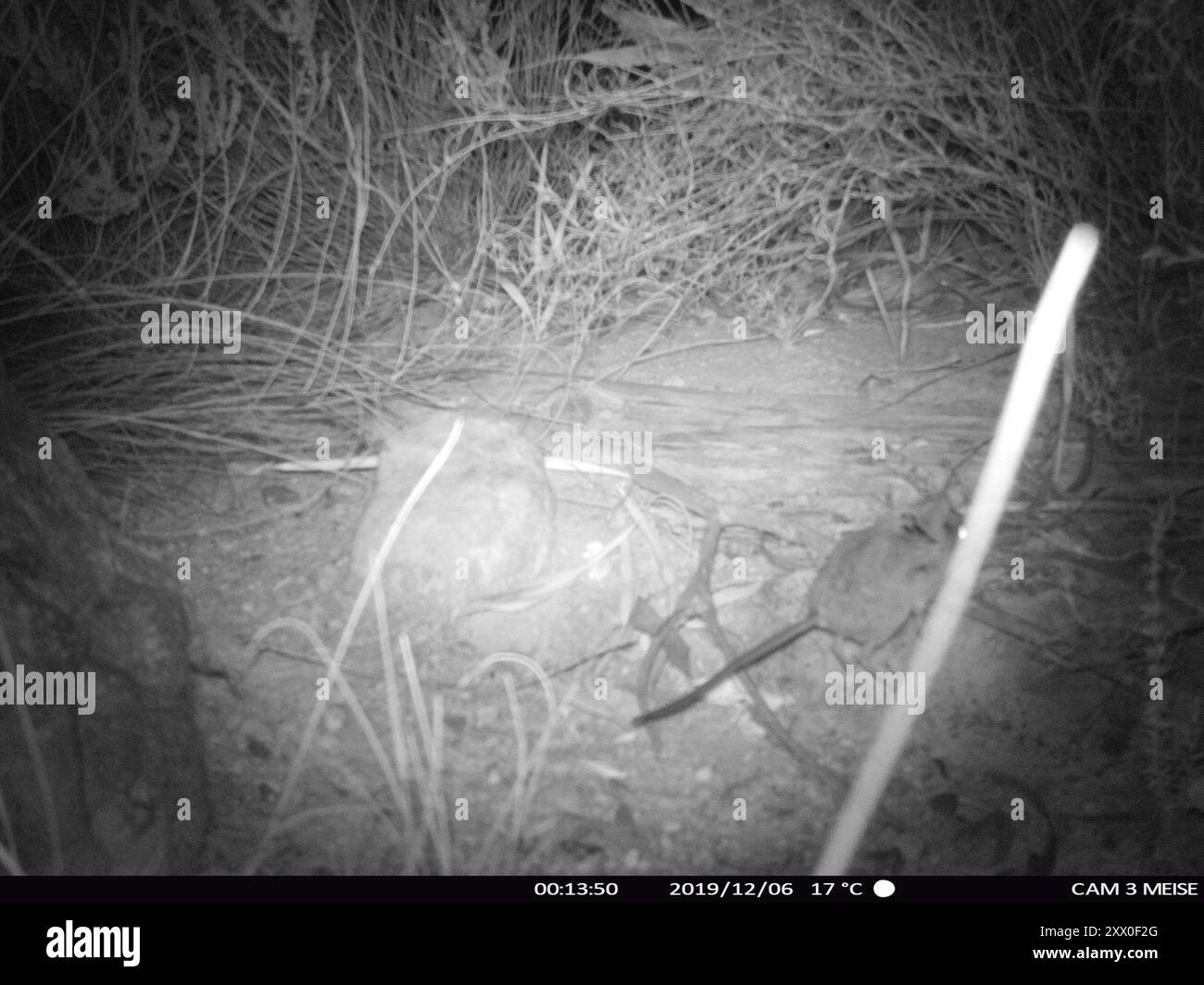 Cape Rock Sengi (Elephantulus edwardii) Mammalia Stock Photo - Alamy