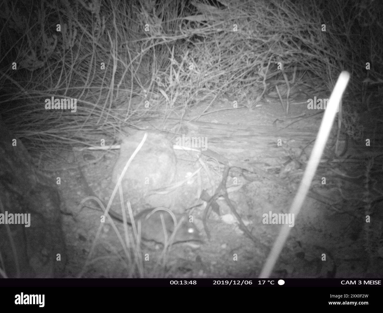 Cape Rock Sengi (Elephantulus edwardii) Mammalia Stock Photo - Alamy