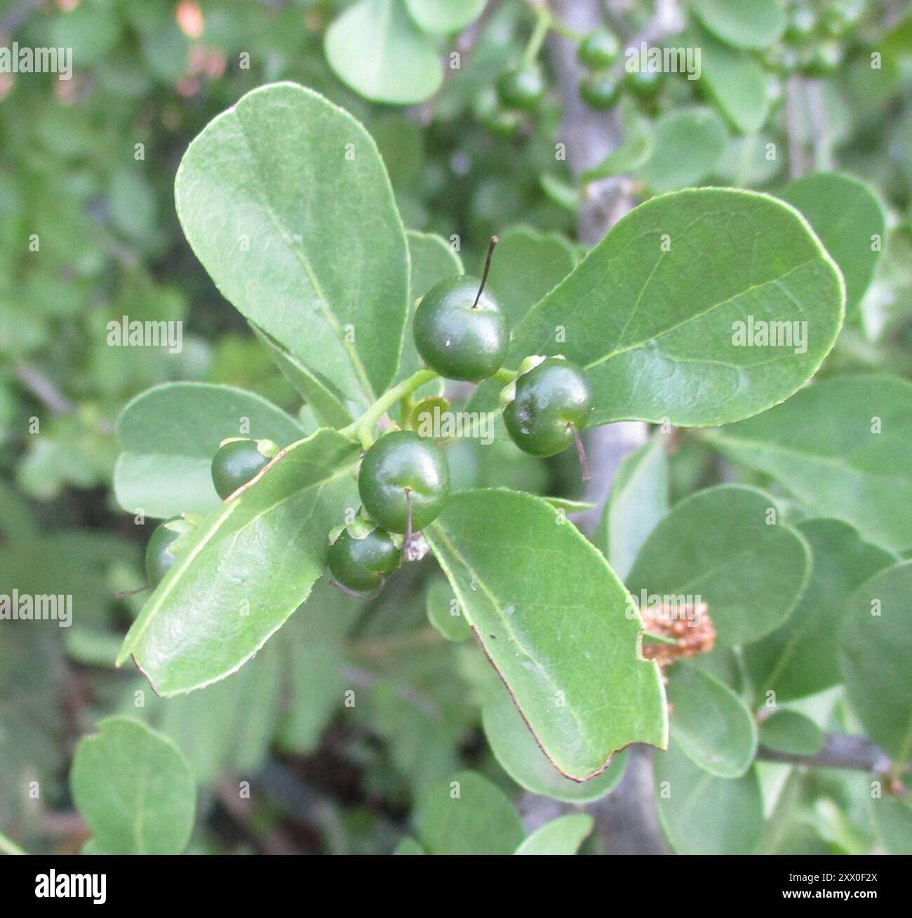 Puzzle Bush (Ehretia rigida) Plantae Stock Photo - Alamy