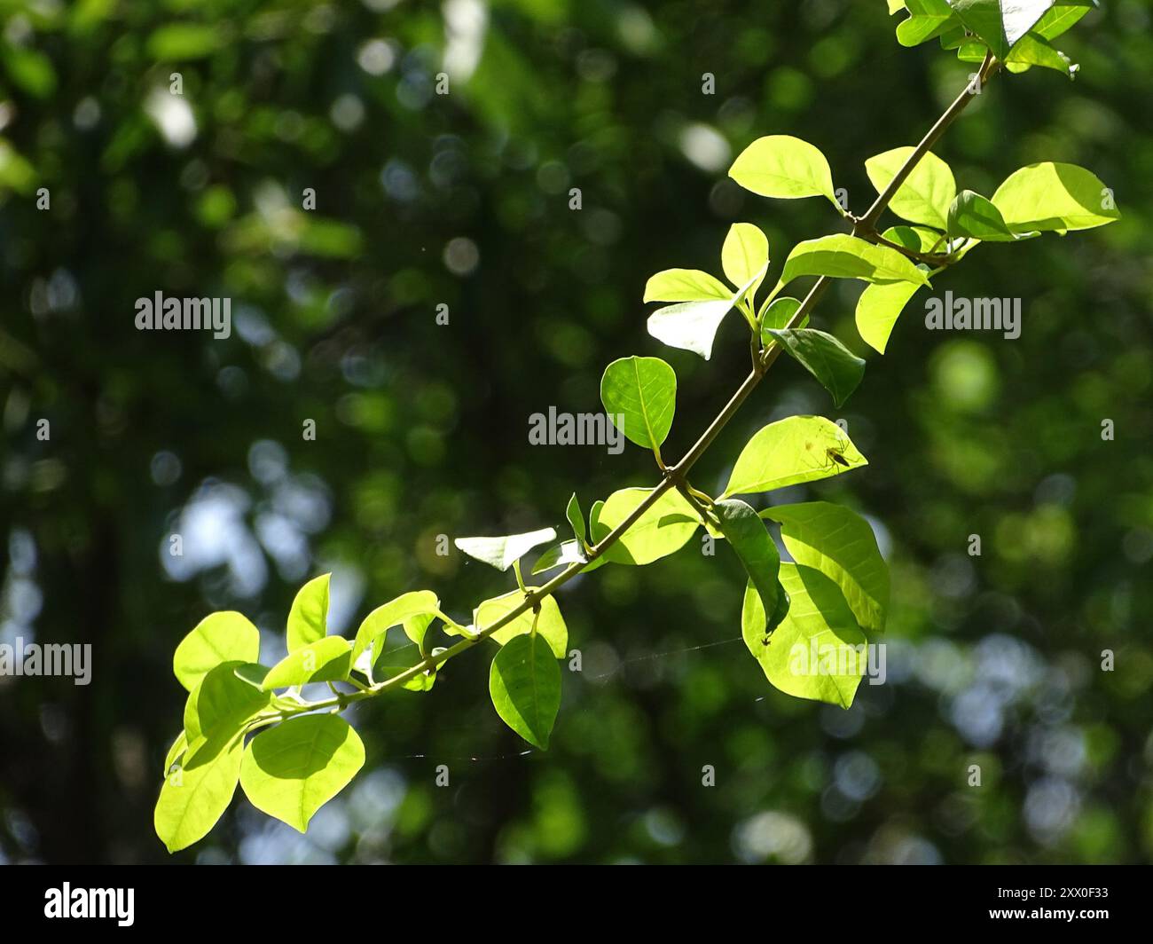 Native Bougainvillea (Pisonia aculeata) Plantae Stock Photo - Alamy