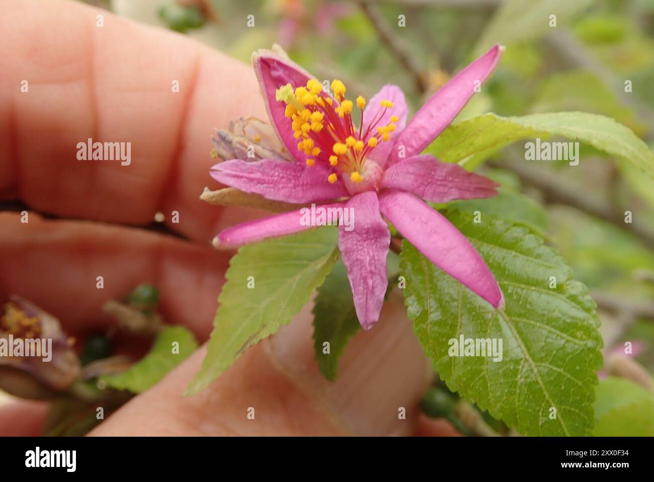 Crossberry (Grewia occidentalis) Plantae Stock Photo - Alamy