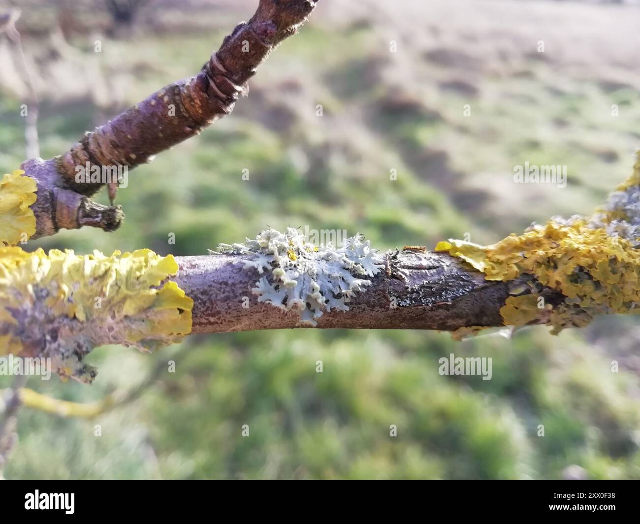 Fringed Rosette Lichen (Physcia tenella) Fungi Stock Photo - Alamy