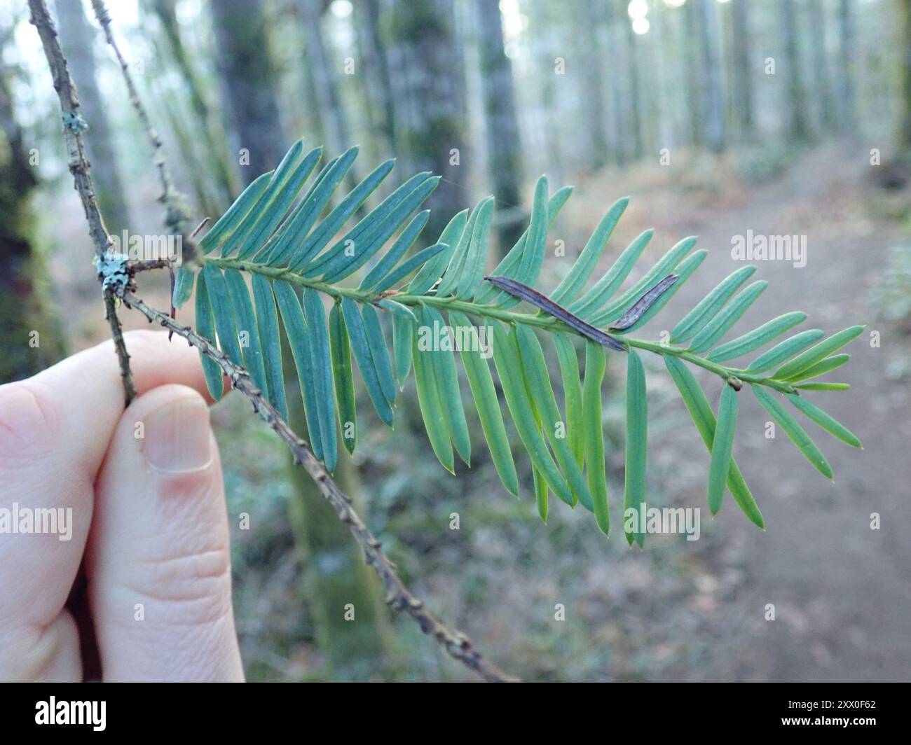Pacific yew (Taxus brevifolia) Plantae Stock Photo - Alamy