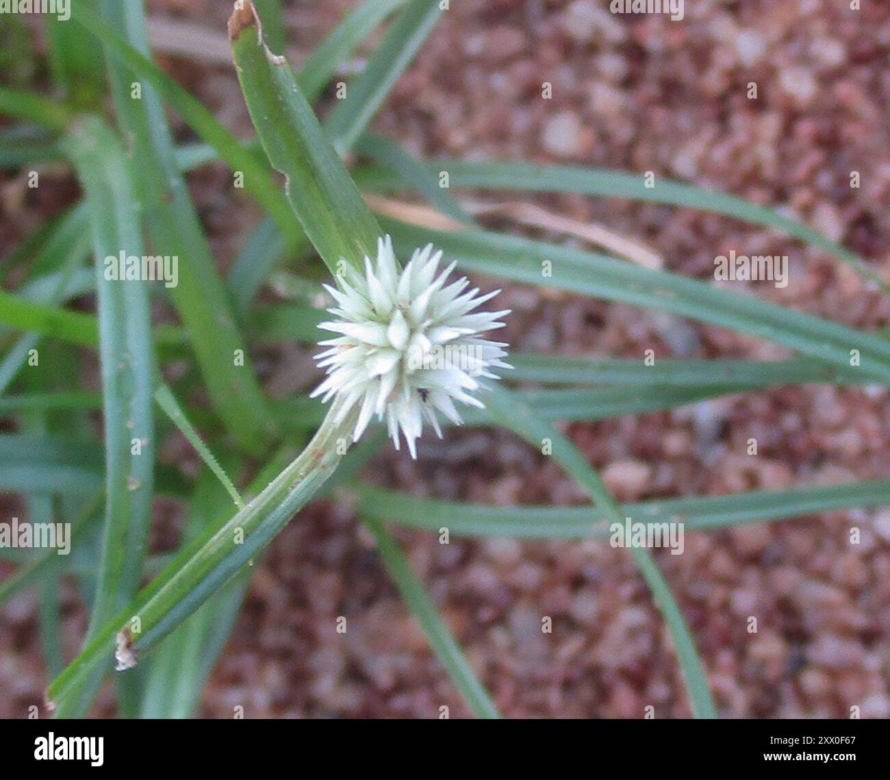 White Flat-Sedge (Cyperus cristatus) Plantae Stock Photo - Alamy