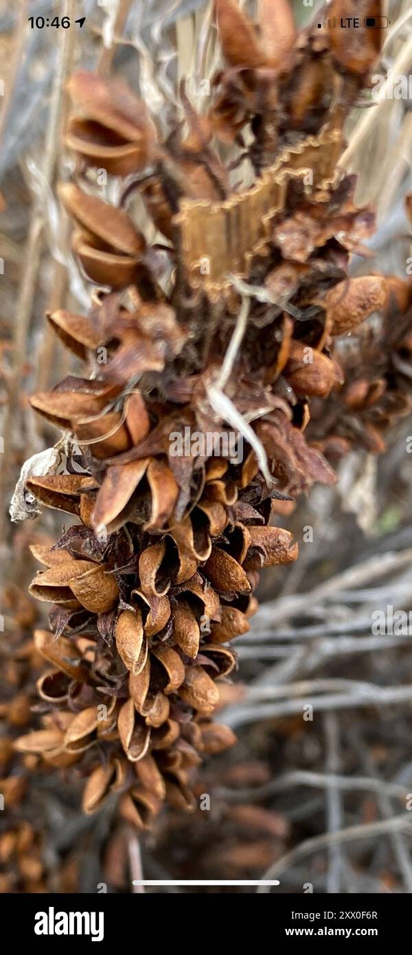 desert broomrape (Aphyllon cooperi) Plantae Stock Photo - Alamy