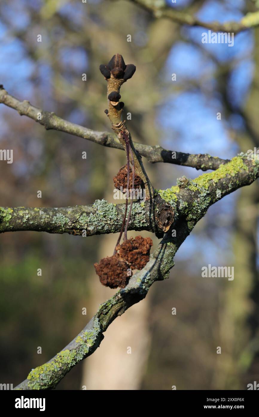 Ash Key Gall Mite (Aceria fraxinivora) Arachnida Stock Photo - Alamy