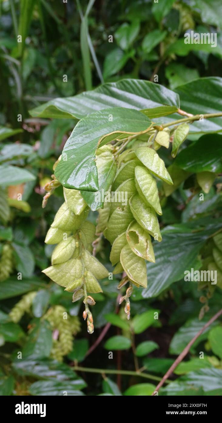 wild hops (Flemingia strobilifera) Plantae Stock Photo - Alamy