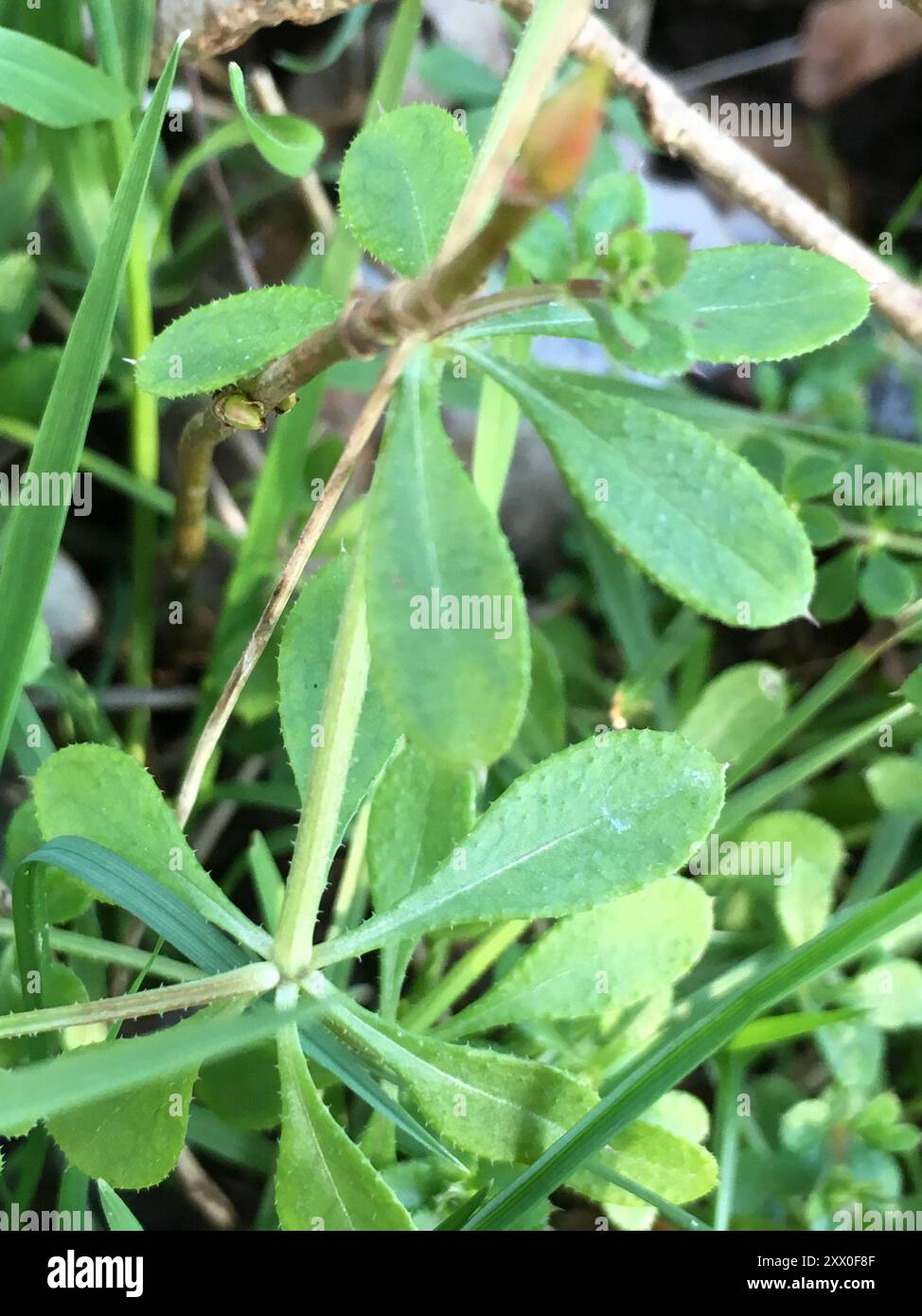 catchweed bedstraw (Galium aparine) Plantae Stock Photo - Alamy