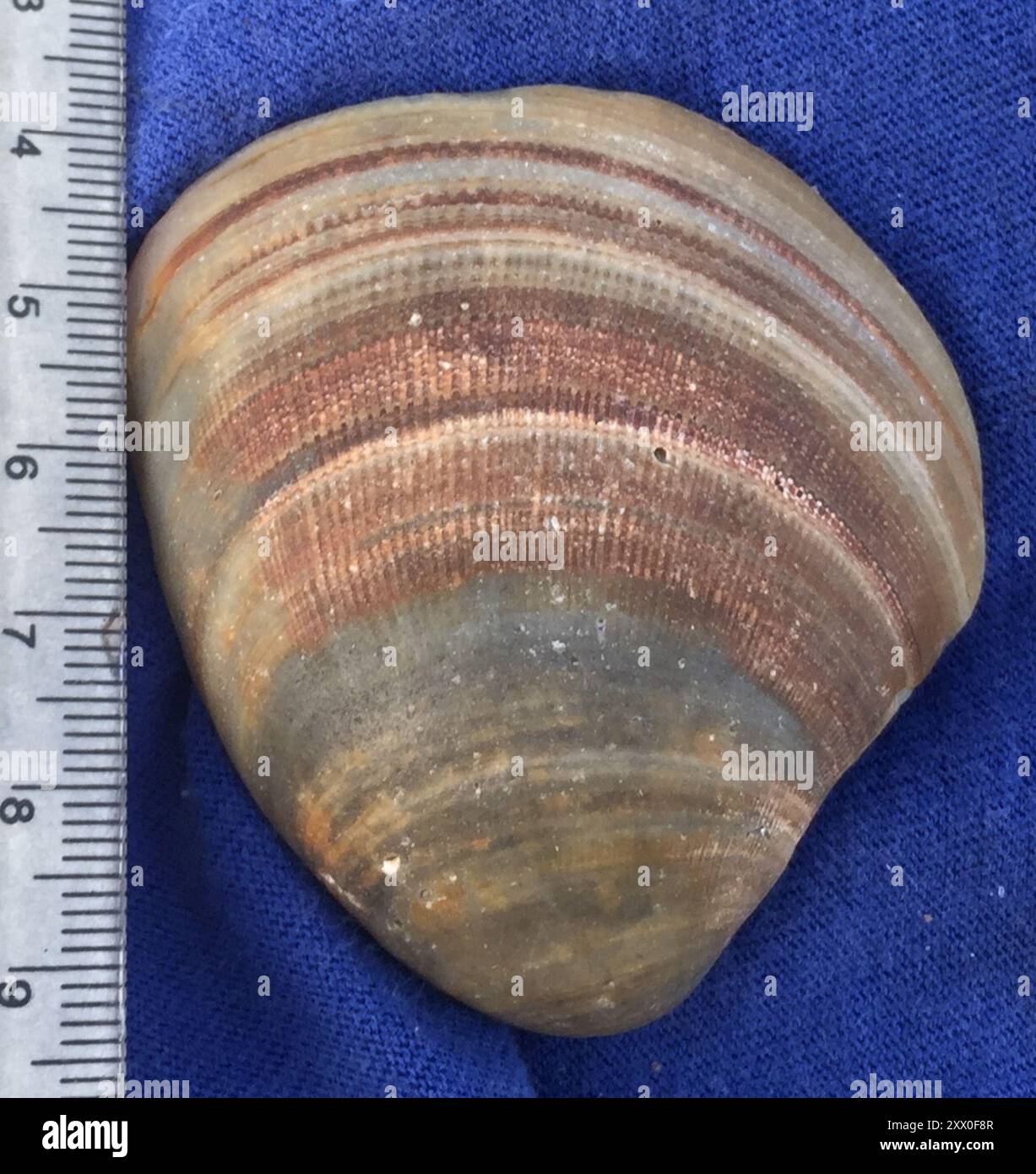 Northern Quahog (Mercenaria mercenaria) Mollusca Stock Photo - Alamy