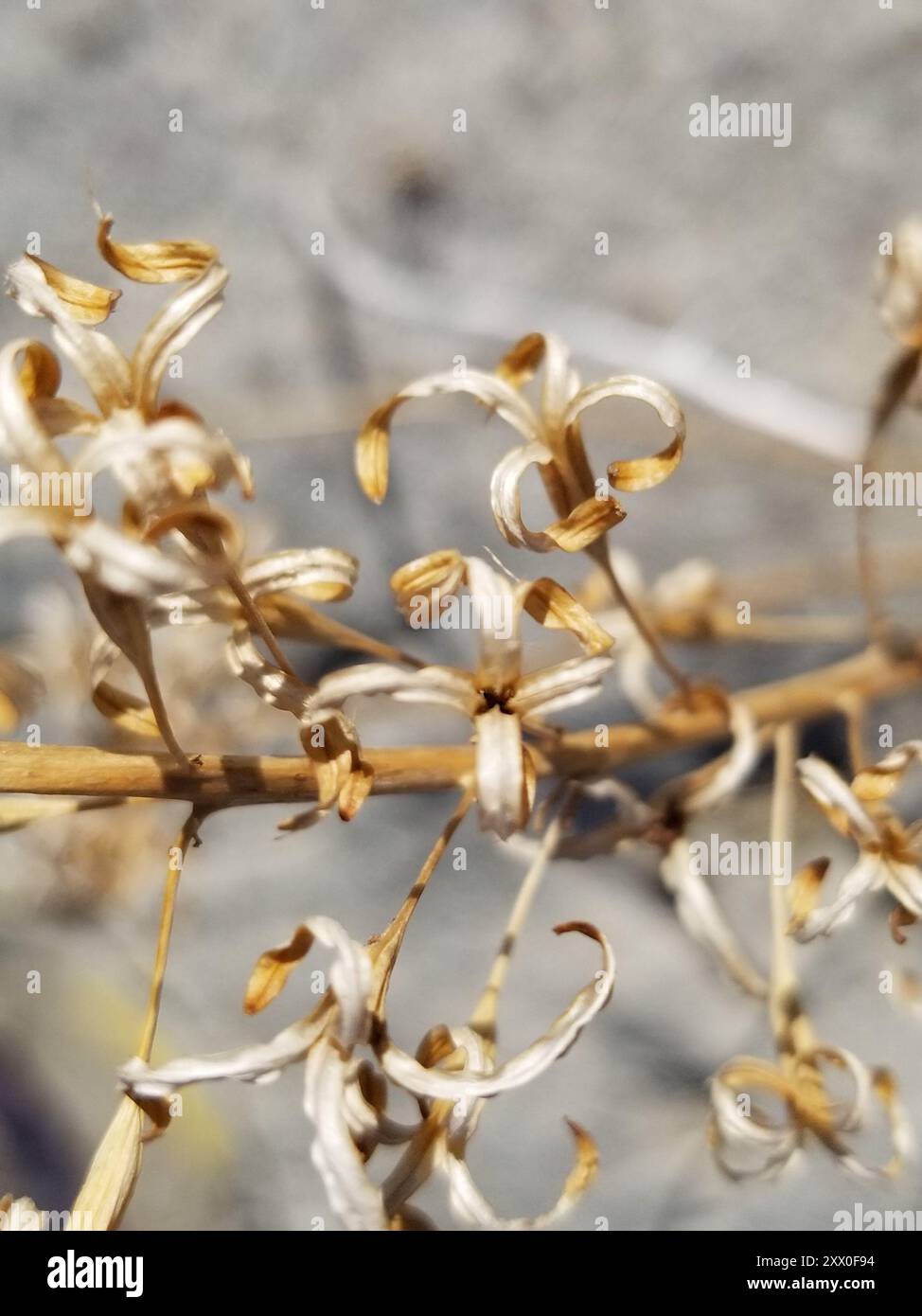 flowering plants (Angiospermae) Plantae Stock Photo - Alamy