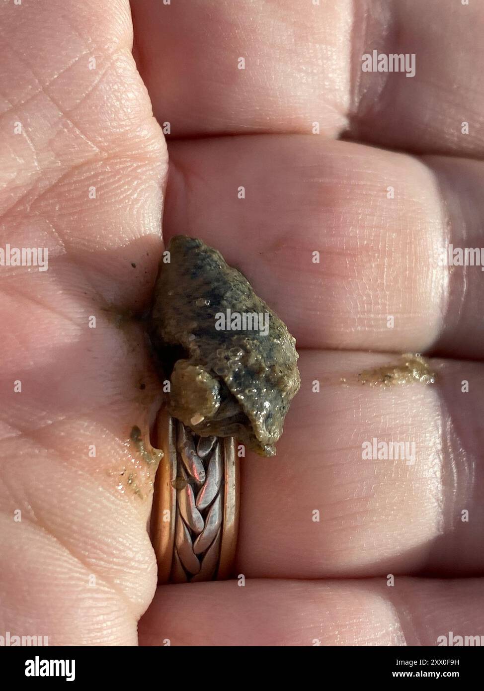 Eastern Mudsnail (Ilyanassa obsoleta) Mollusca Stock Photo - Alamy
