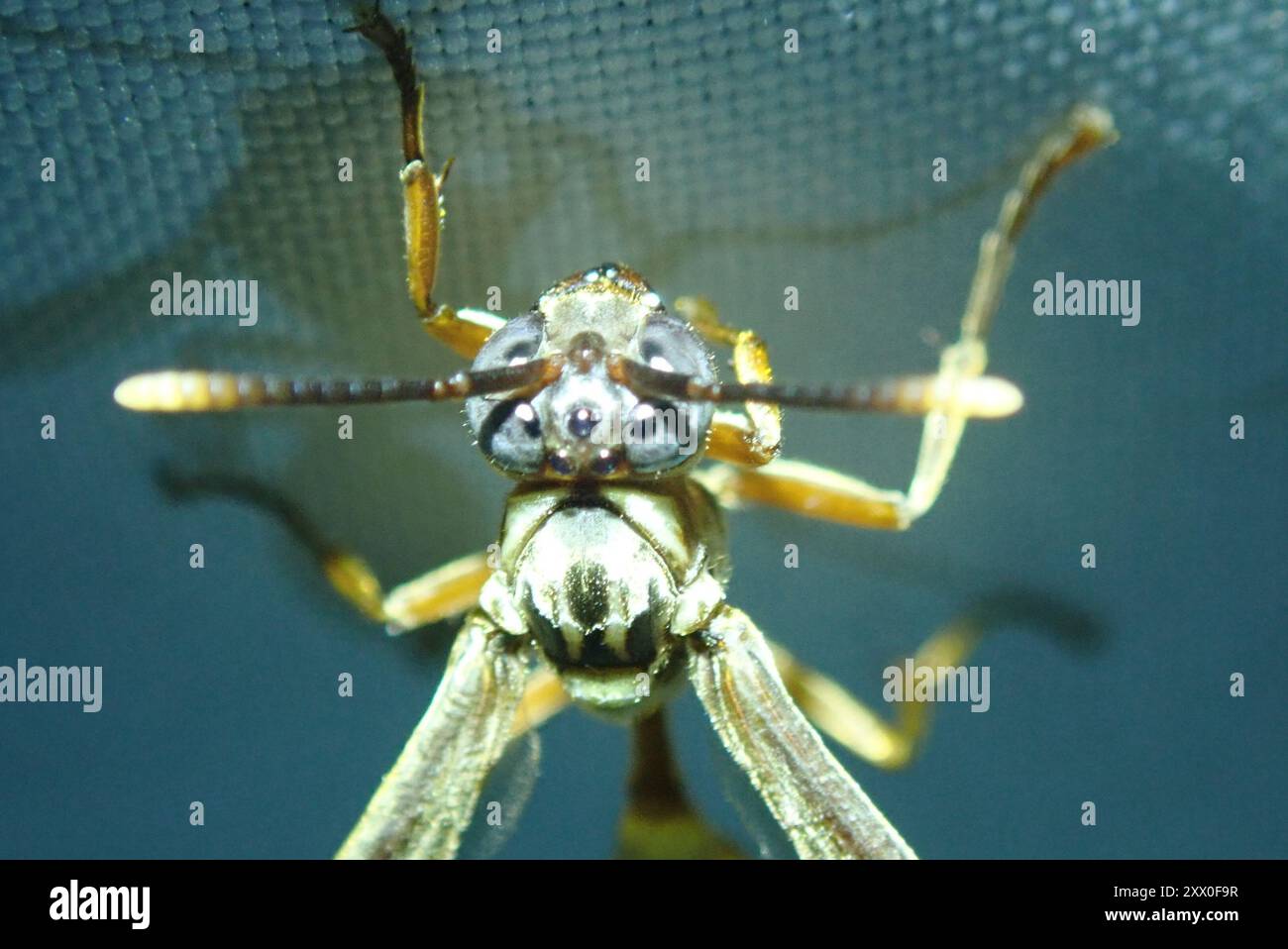 Central American Paper Wasp (Apoica pallens) Insecta Stock Photo - Alamy Central American Paper Wasp (Apoica pallens) Insecta Stock Photo - Alamy