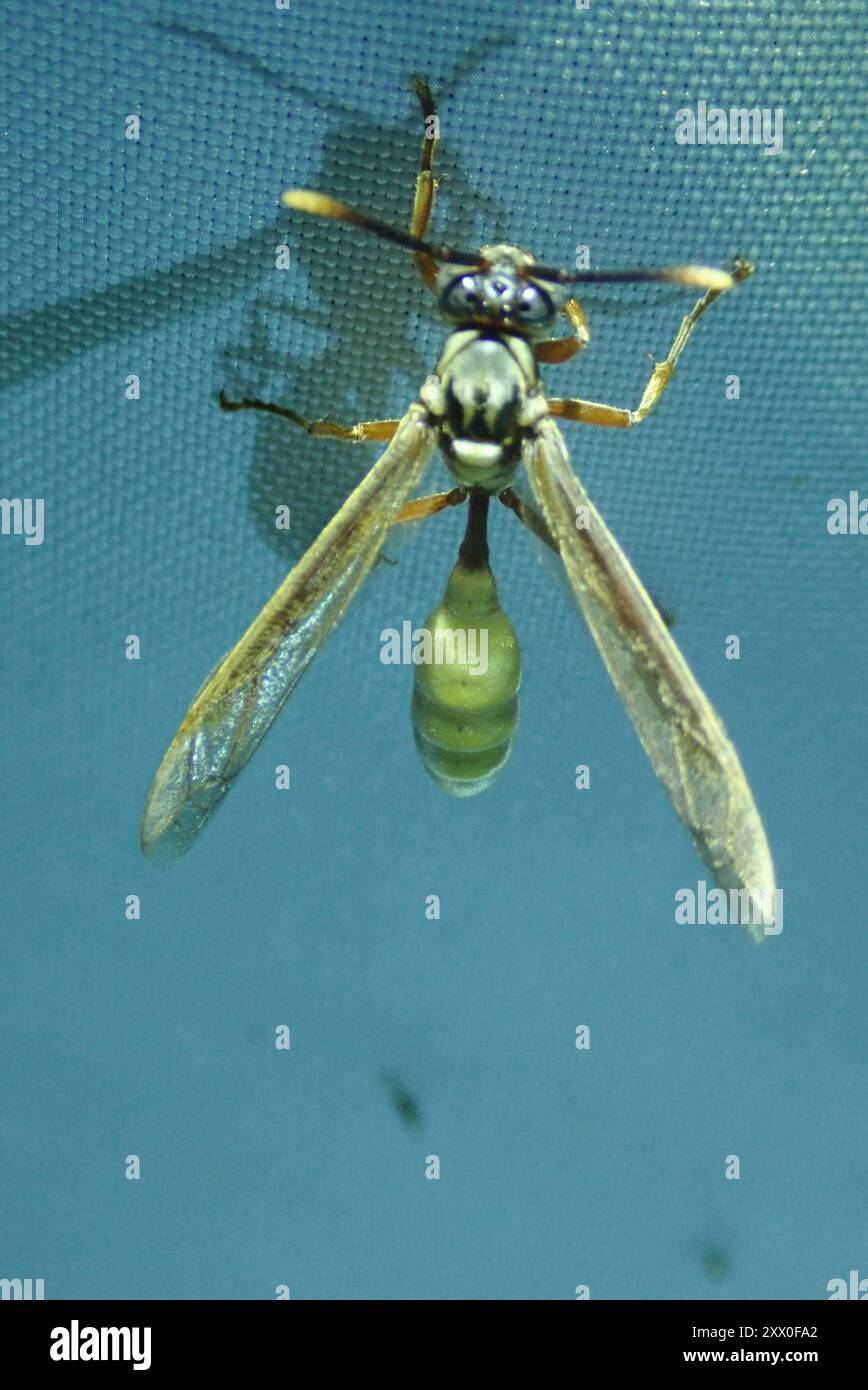 Central American Paper Wasp (Apoica pallens) Insecta Stock Photo - Alamy