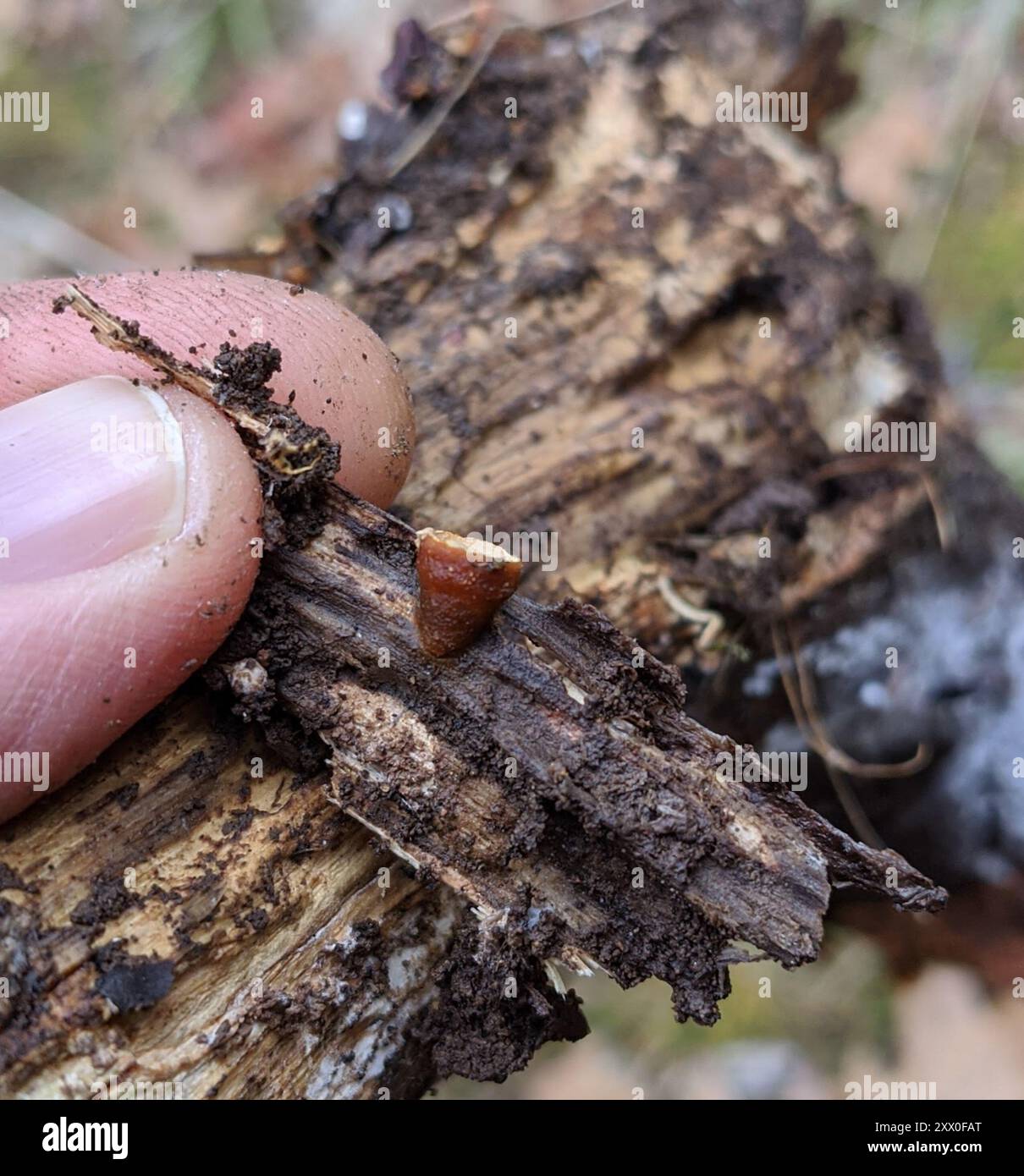 bird's nest fungi (Nidulariaceae) Fungi Stock Photo - Alamy
