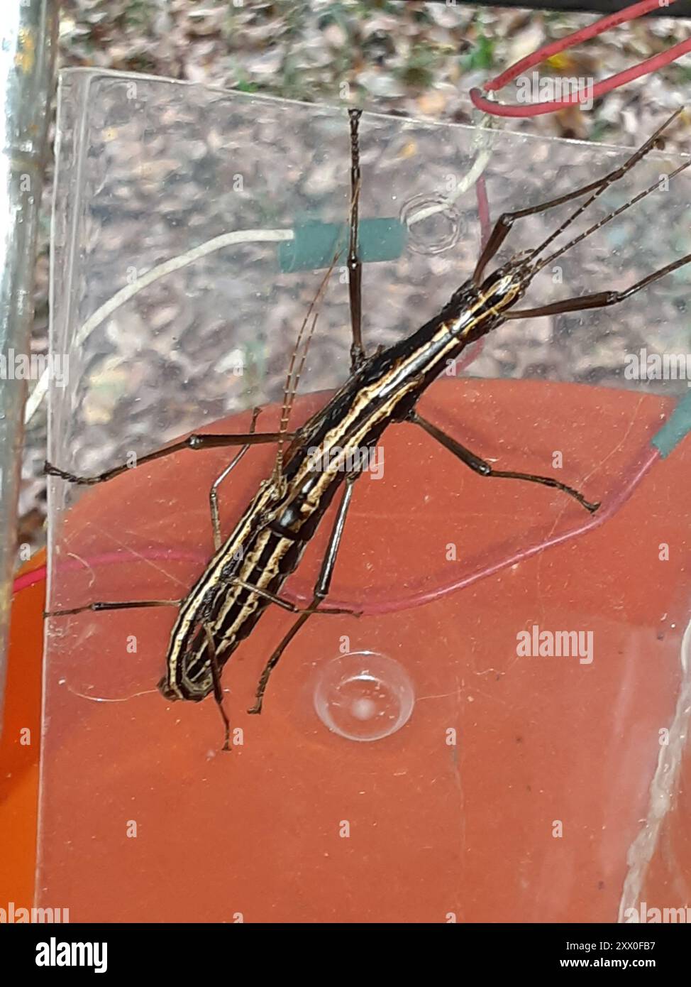 Southern Two-striped Walkingstick (Anisomorpha buprestoides) Insecta ...