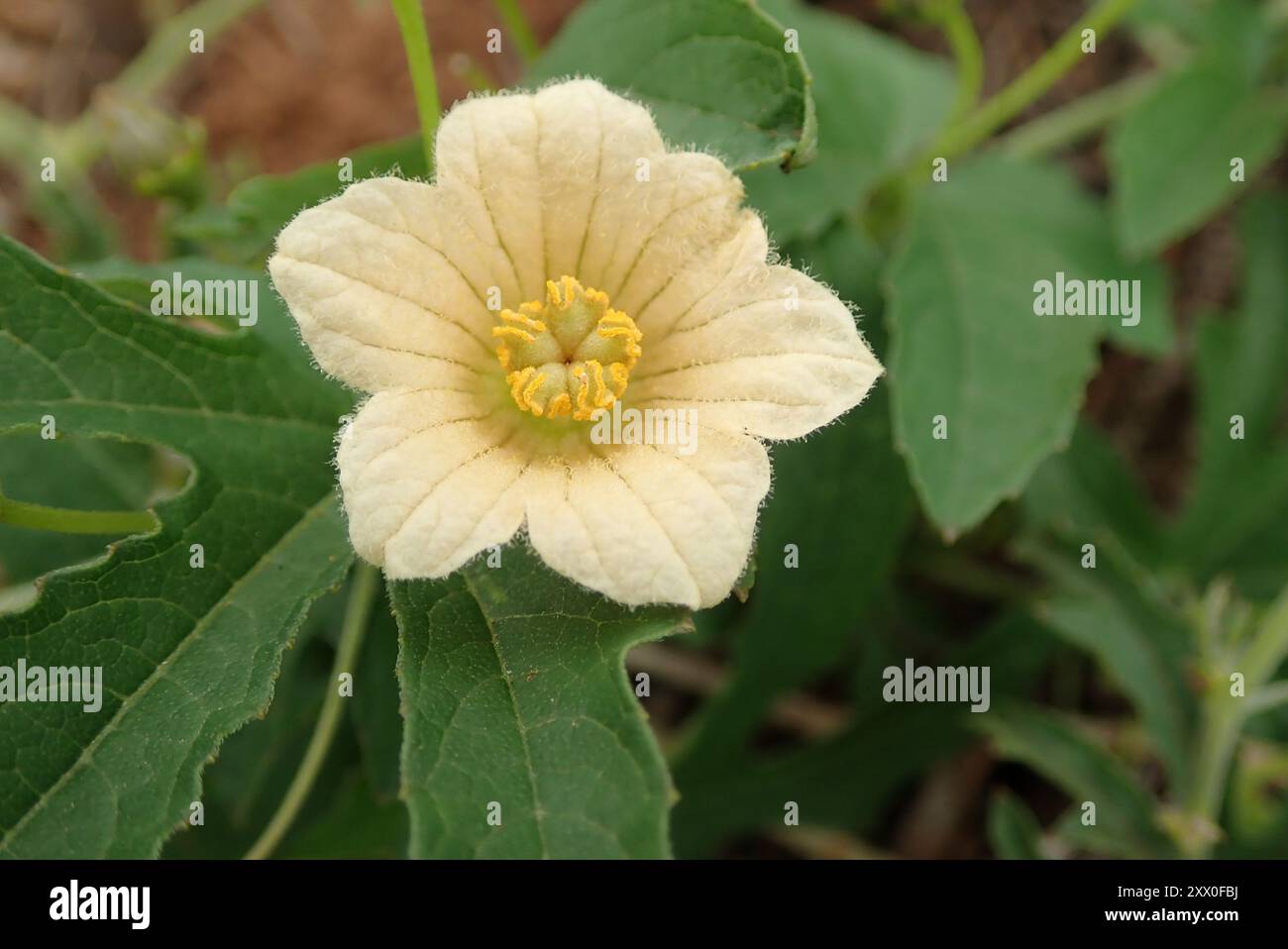 Baboon Bushpumpkin (Coccinia adoensis) Plantae Stock Photo - Alamy