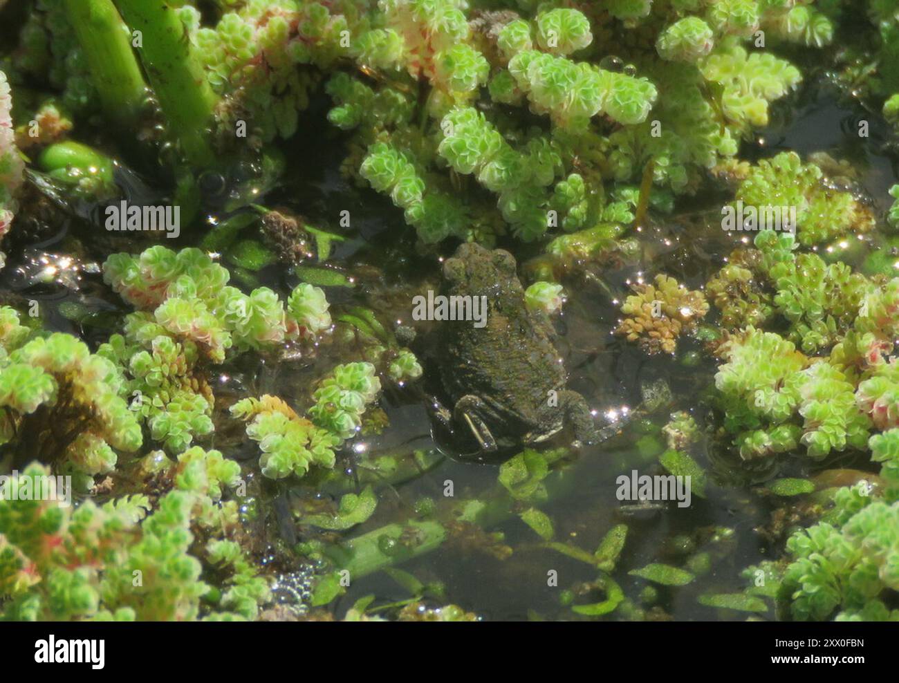 Beaked Toads (Rhinella) Amphibia Stock Photo - Alamy