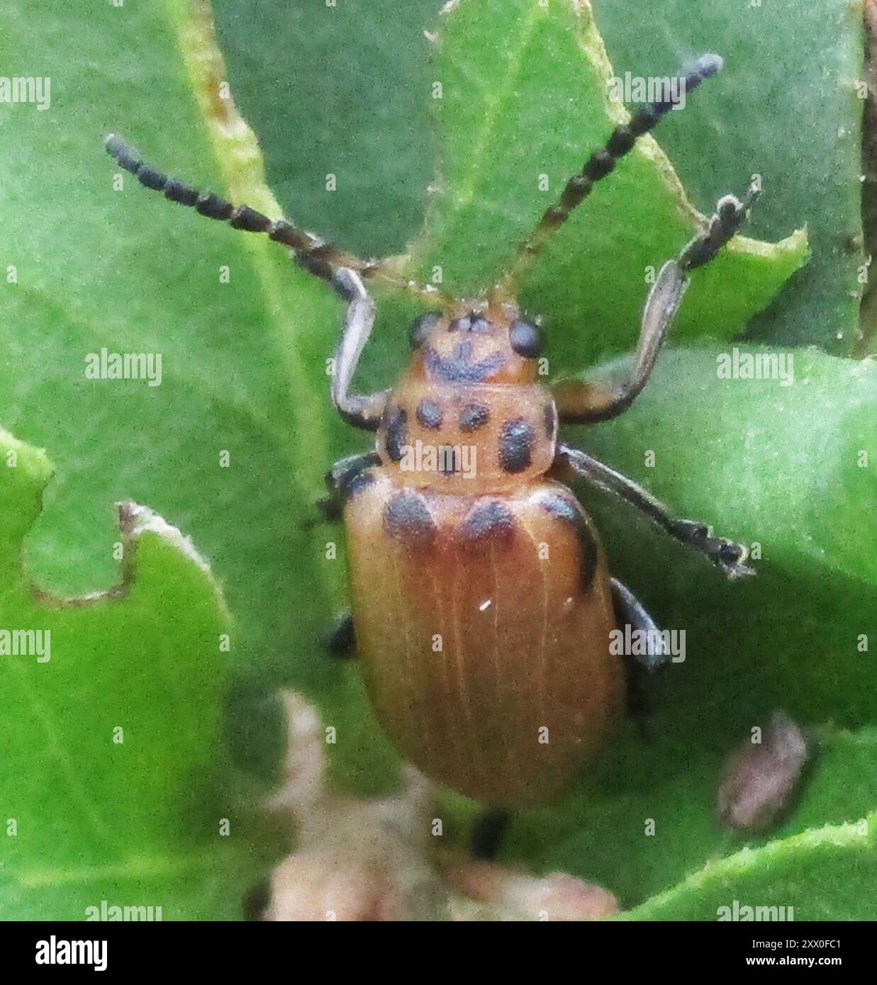 Skeletonizing Leaf and Flea Beetles (Galerucinae) Insecta Stock Photo ...