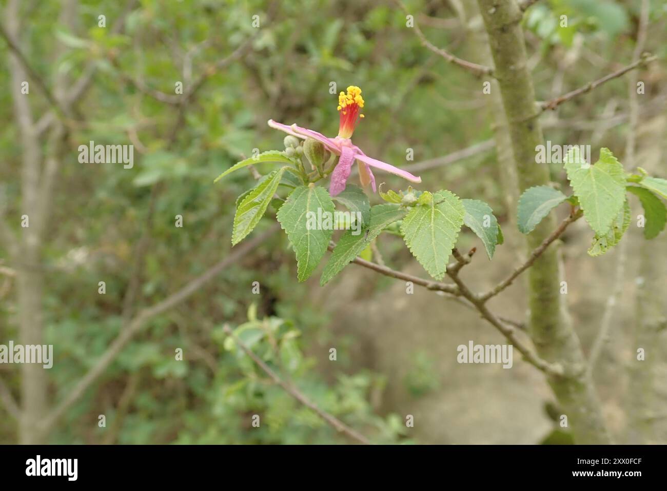 Crossberry (Grewia occidentalis) Plantae Stock Photo - Alamy