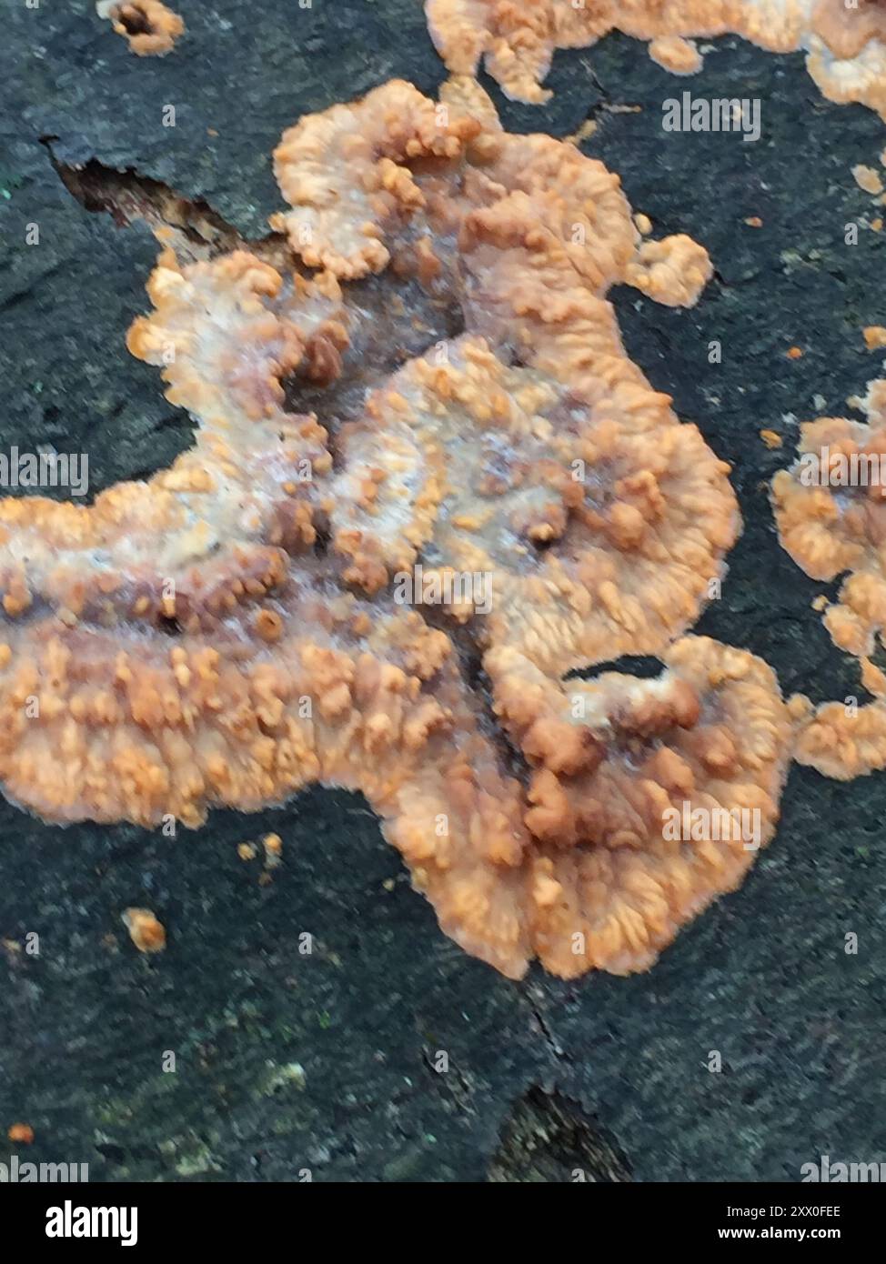 Wrinkled Crust (Phlebia radiata) Fungi Stock Photo - Alamy