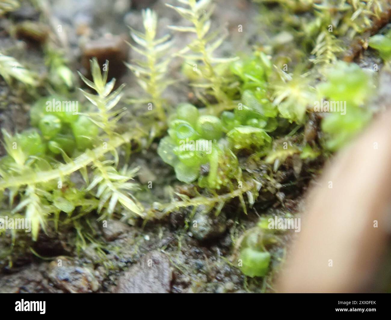 Bottle Liverworts (Sphaerocarpos) Plantae Stock Photo - Alamy