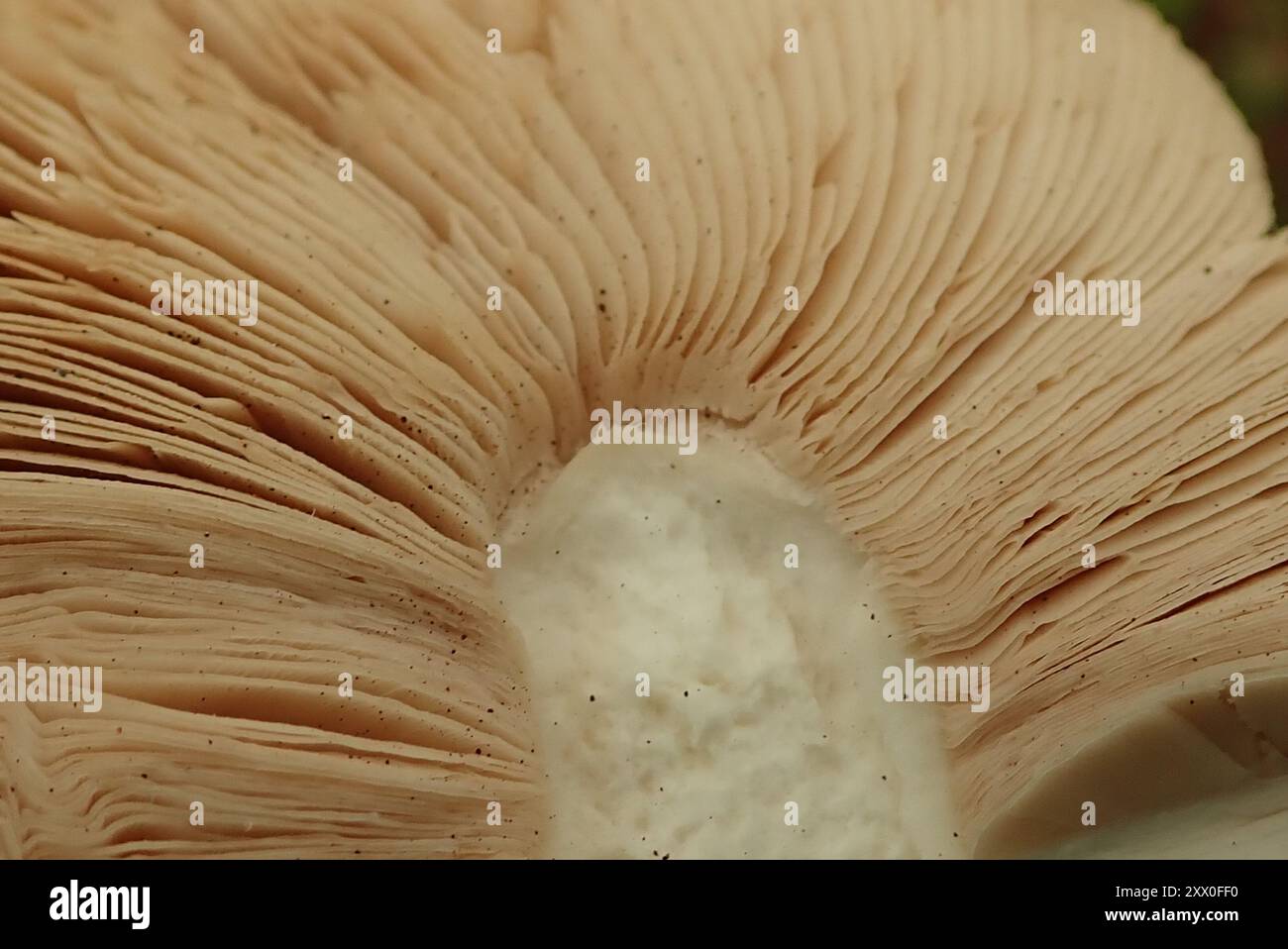 Beefsteak Termite Mushroom (Termitomyces umkowaan) Fungi Stock Photo ...