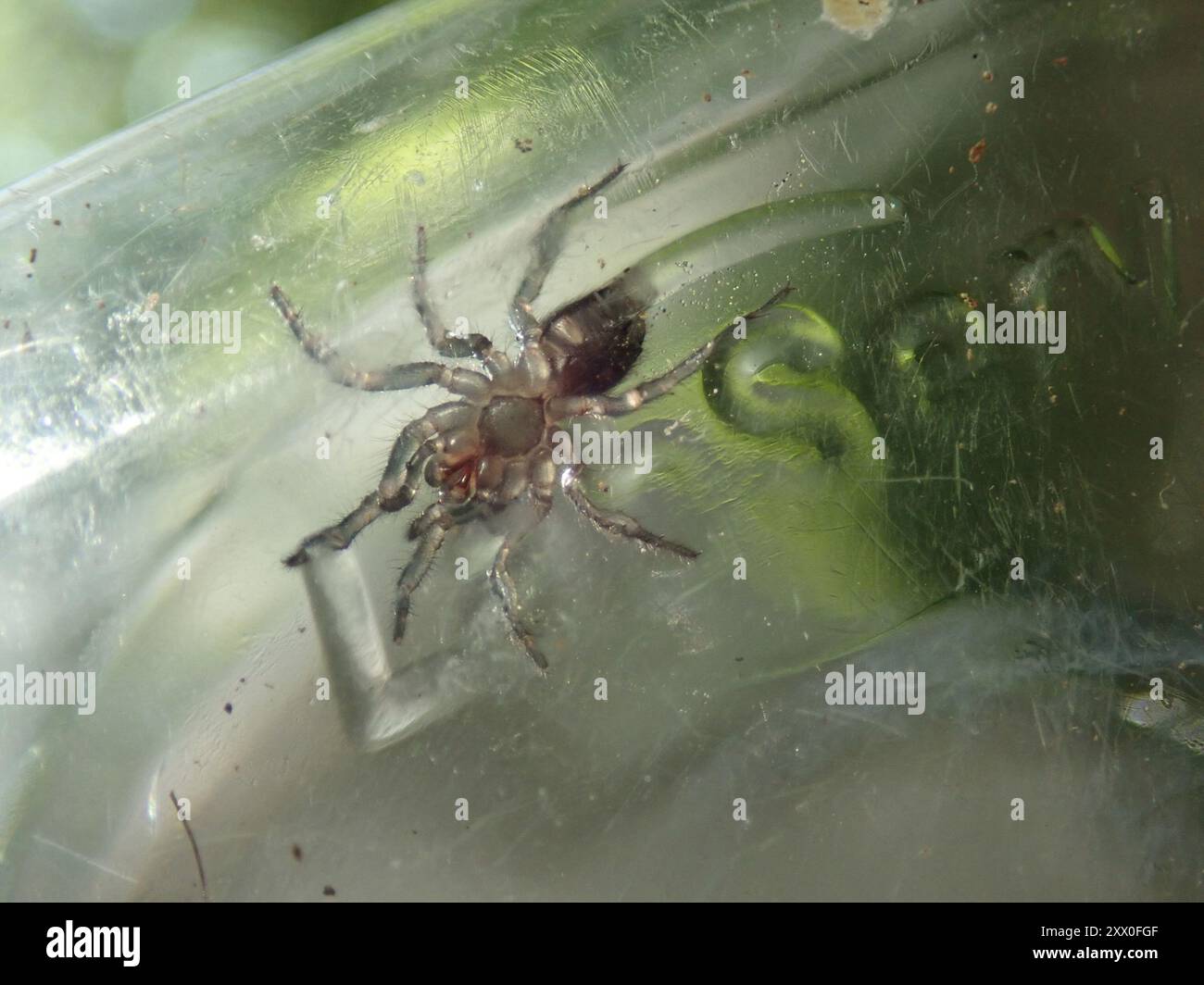 Mygalomorphs hi-res stock photography and images - Alamy