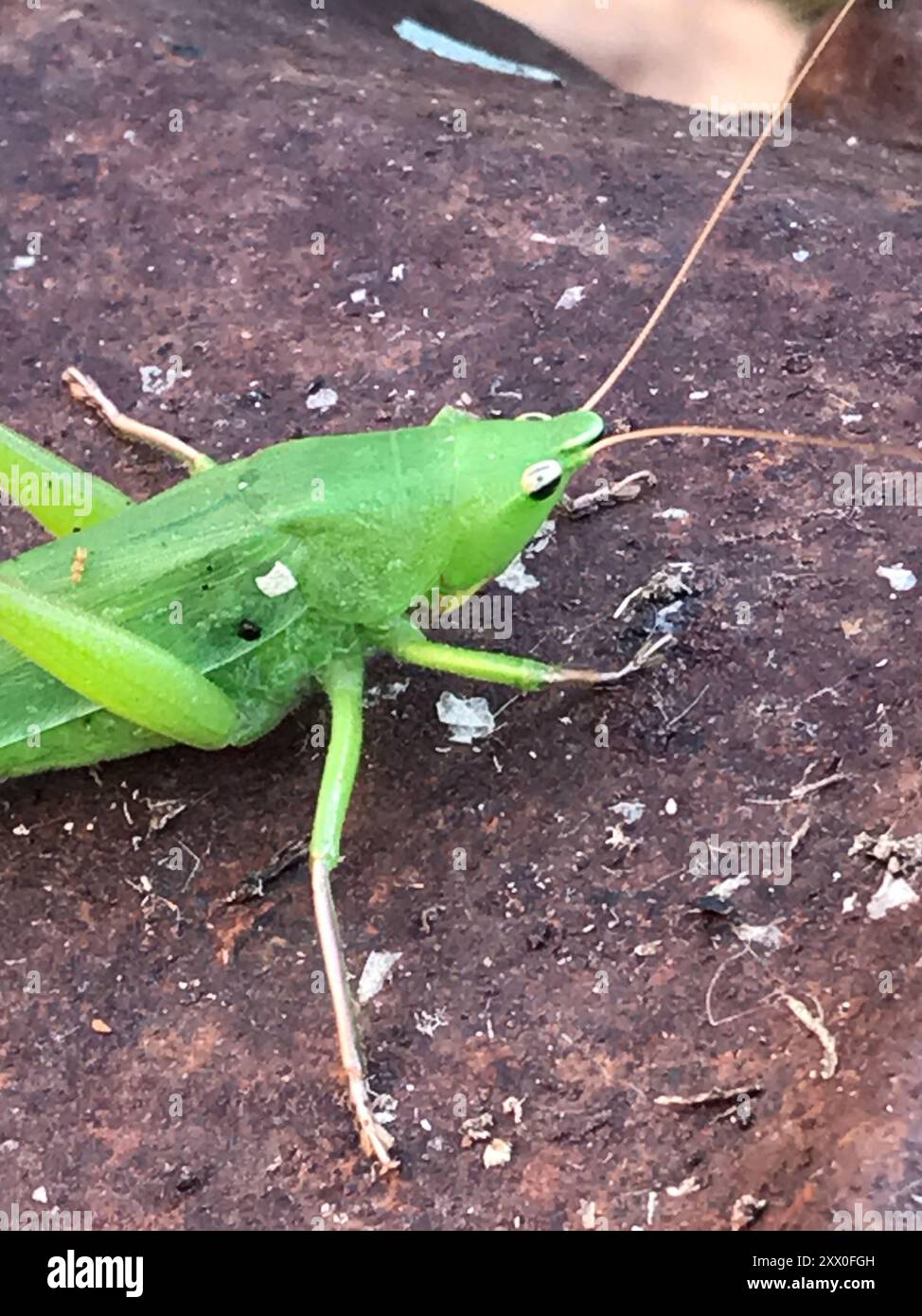Common Coneheads (Neoconocephalus) Insecta Stock Photo - Alamy